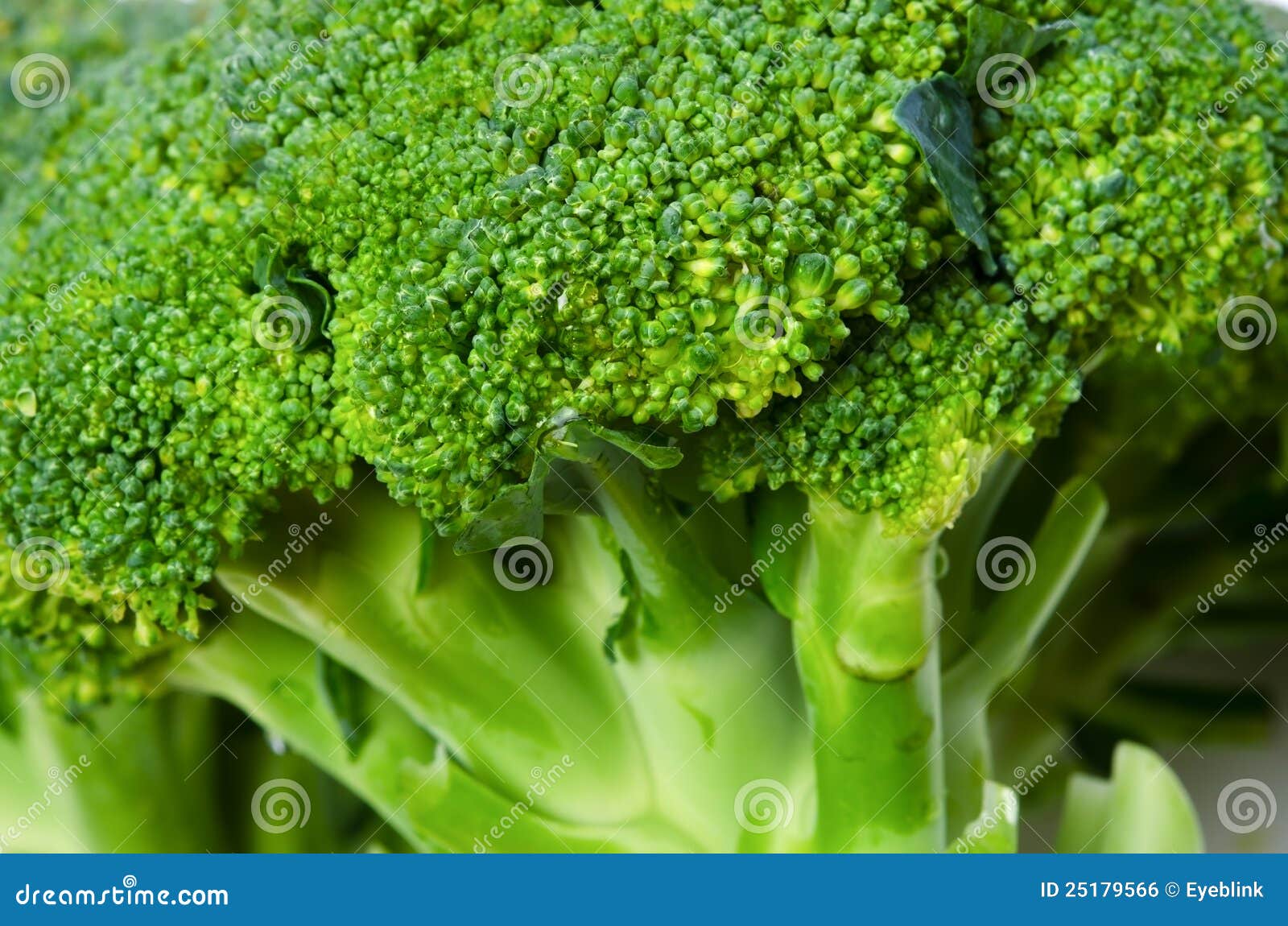 Broccoli stock photo. Image of healthy, cook, broccoli - 25179566