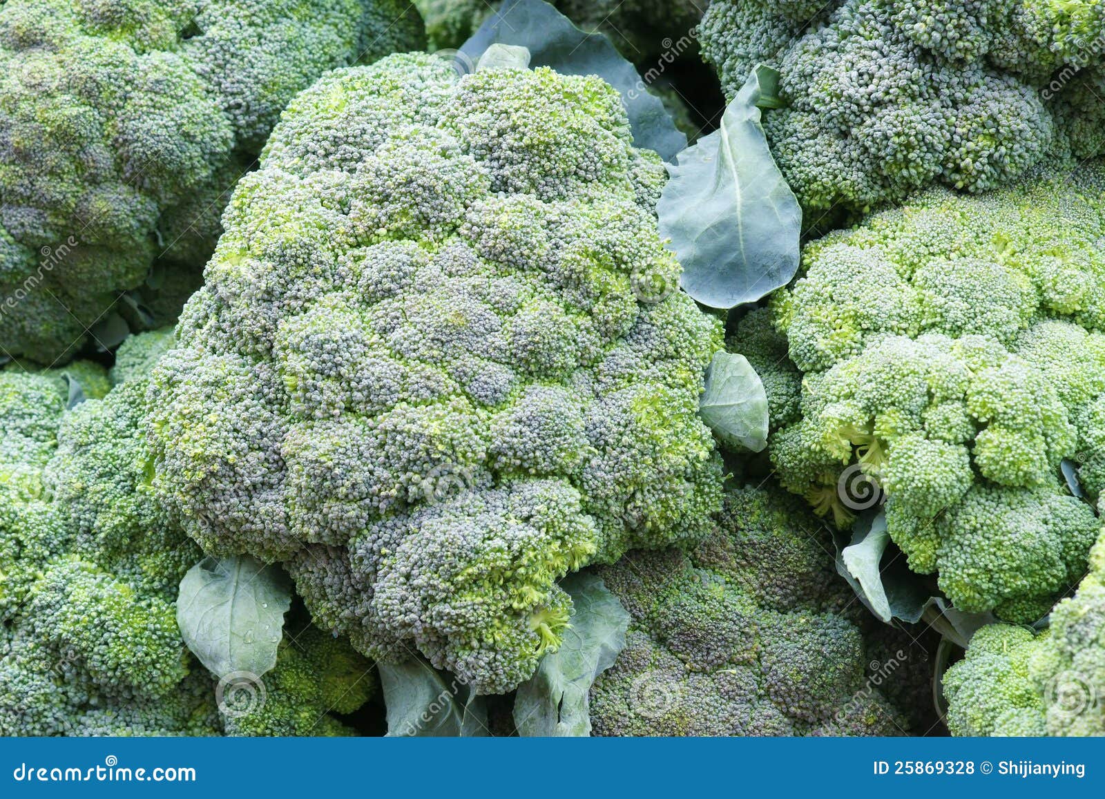 Broccoli photo stock. Image du fermer, nourriture, produit - 25869328