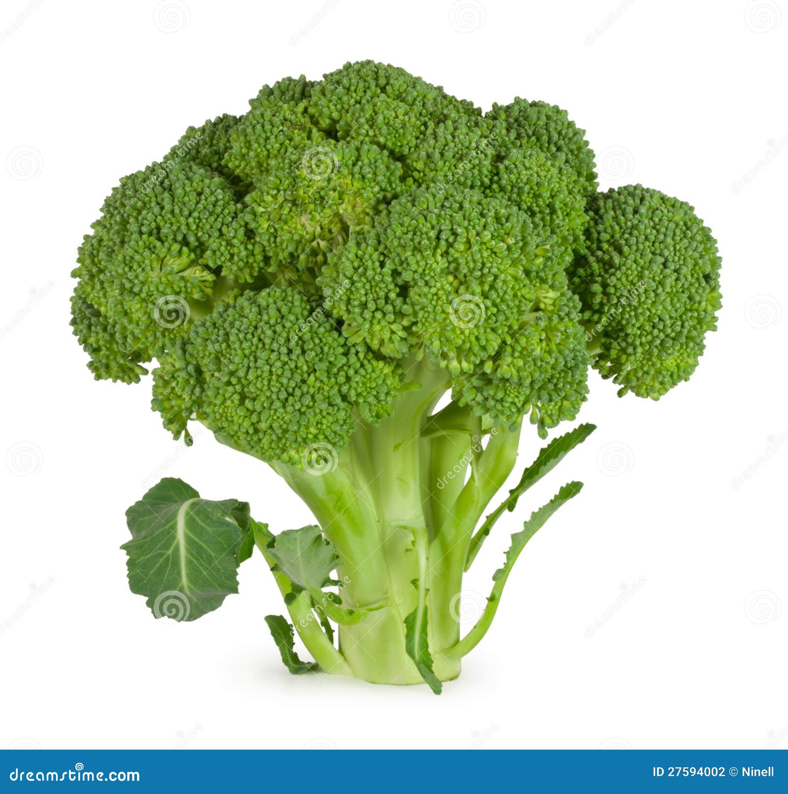Broccoli photo stock. Image du agriculture, organique - 27594002