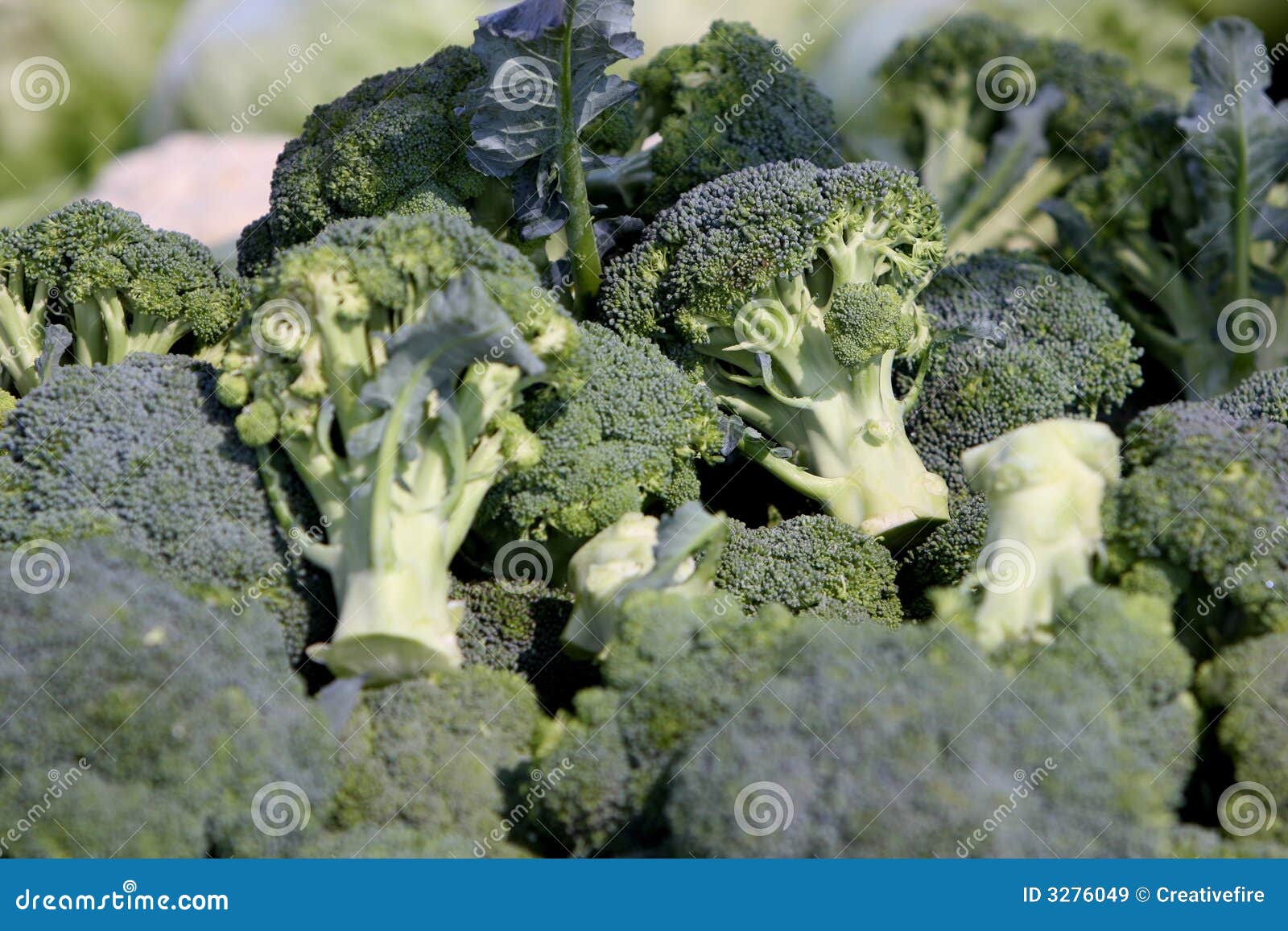 Broccoli stock image. Image of vitamins, produce, food - 3276049