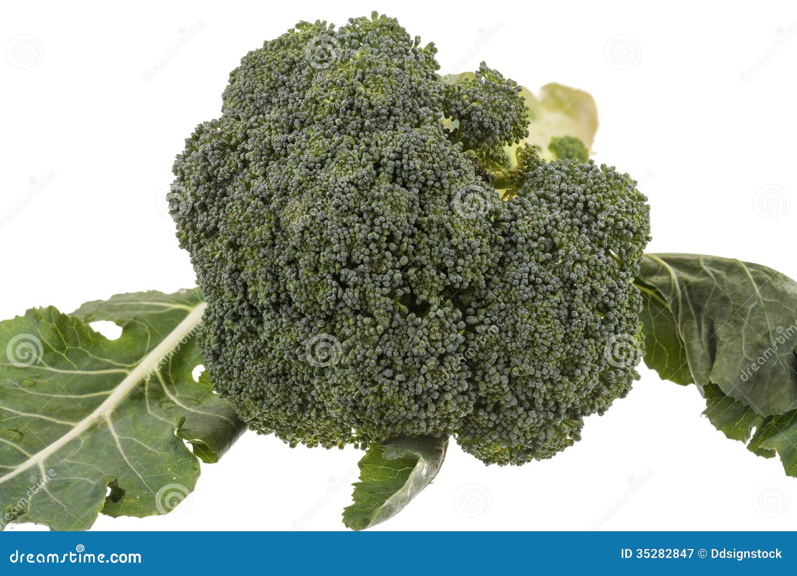 Broccoli stock afbeelding. Image of ingrediënt, installatie - 35282847