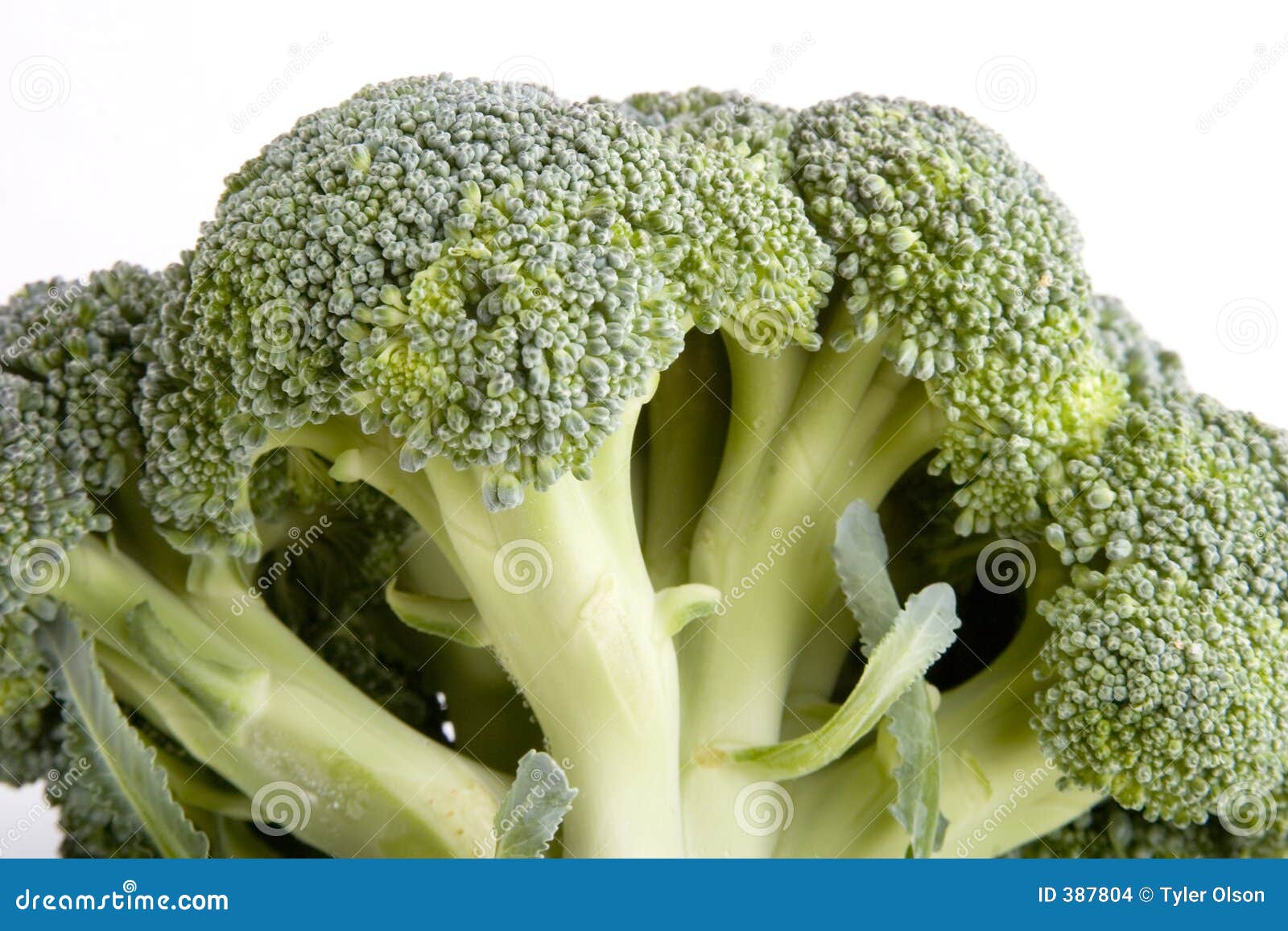 Broccoli stock photo. Image of nourishment, ingredient - 387804