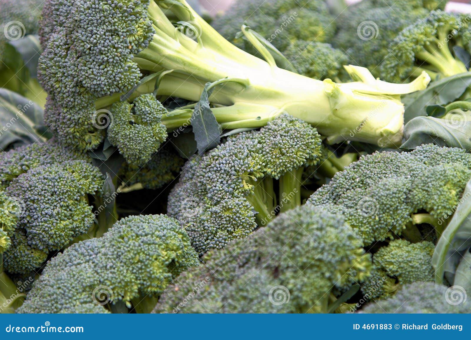 Broccoli stock image. Image of ingredient, market, green - 4691883