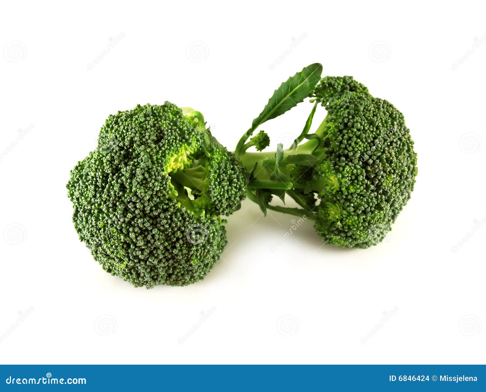 Broccoli stock photo. Image of isolated, food, group, plant - 6846424