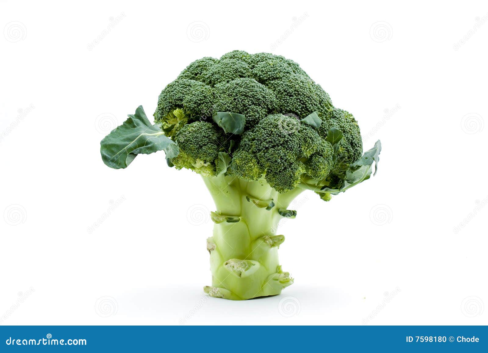 Broccoli stock photo. Image of vegetarian, isolated, fresh - 7598180