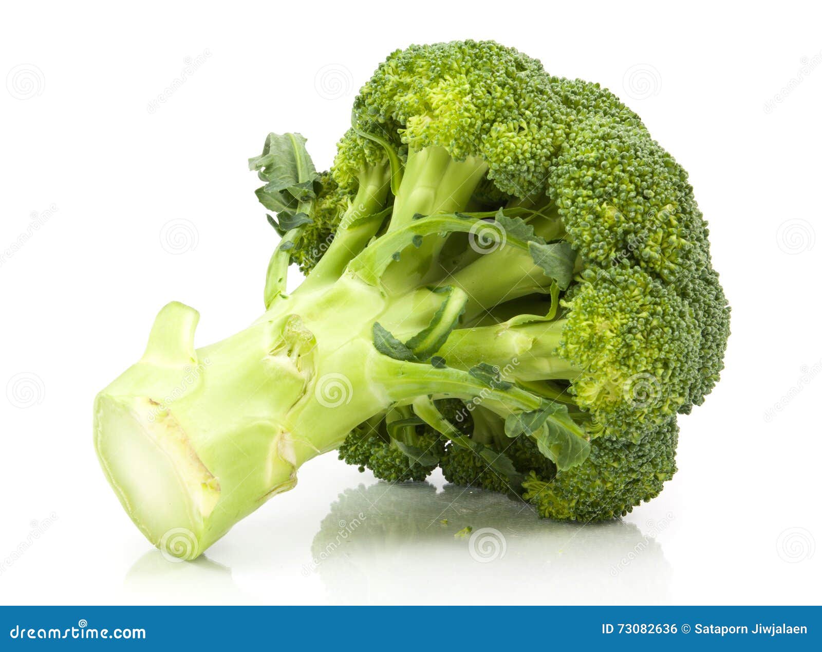 Broccoli branch isolated stock photo. Image of freshness - 73082636
