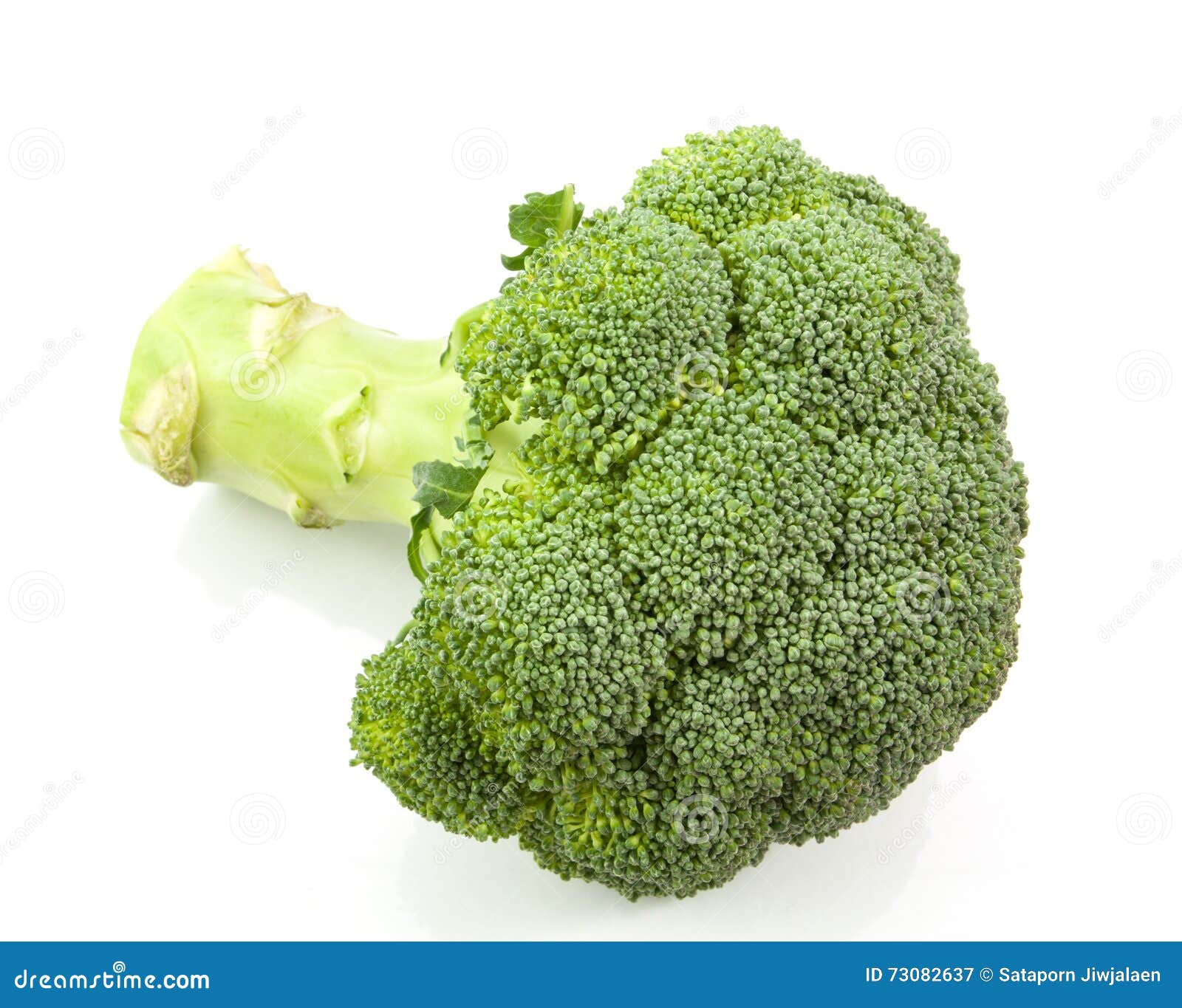 Broccoli branch isolated stock image. Image of plant - 73082637