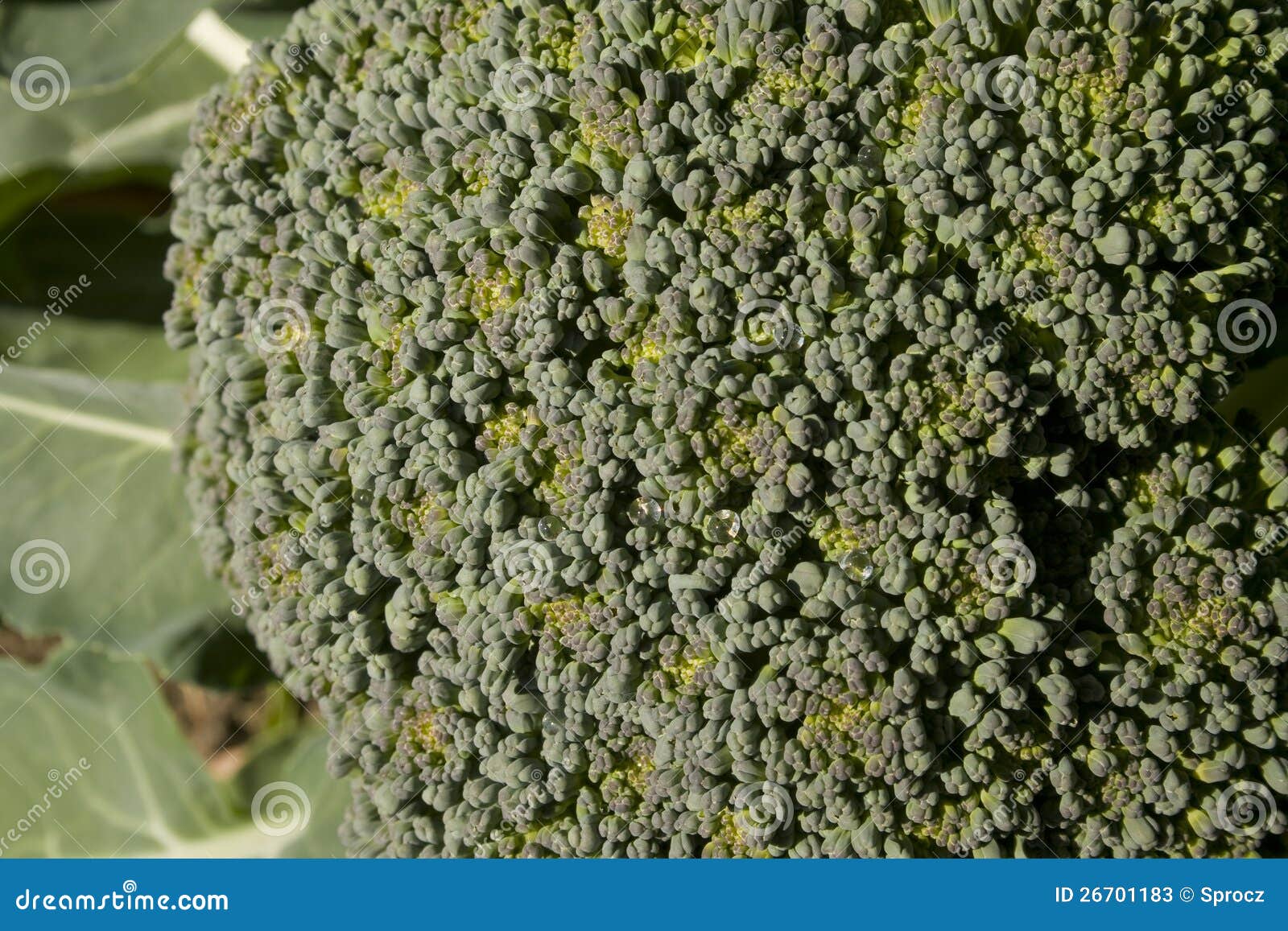 Broccoli buds stock image. Image of kitchen, harvest - 26701183