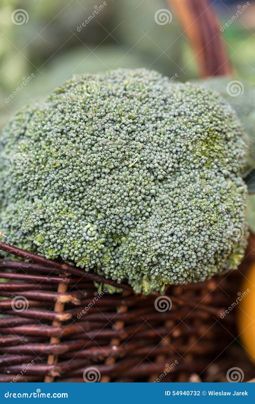 Broccoli stock photo. Image of meal, rustic, nutrition - 54940732