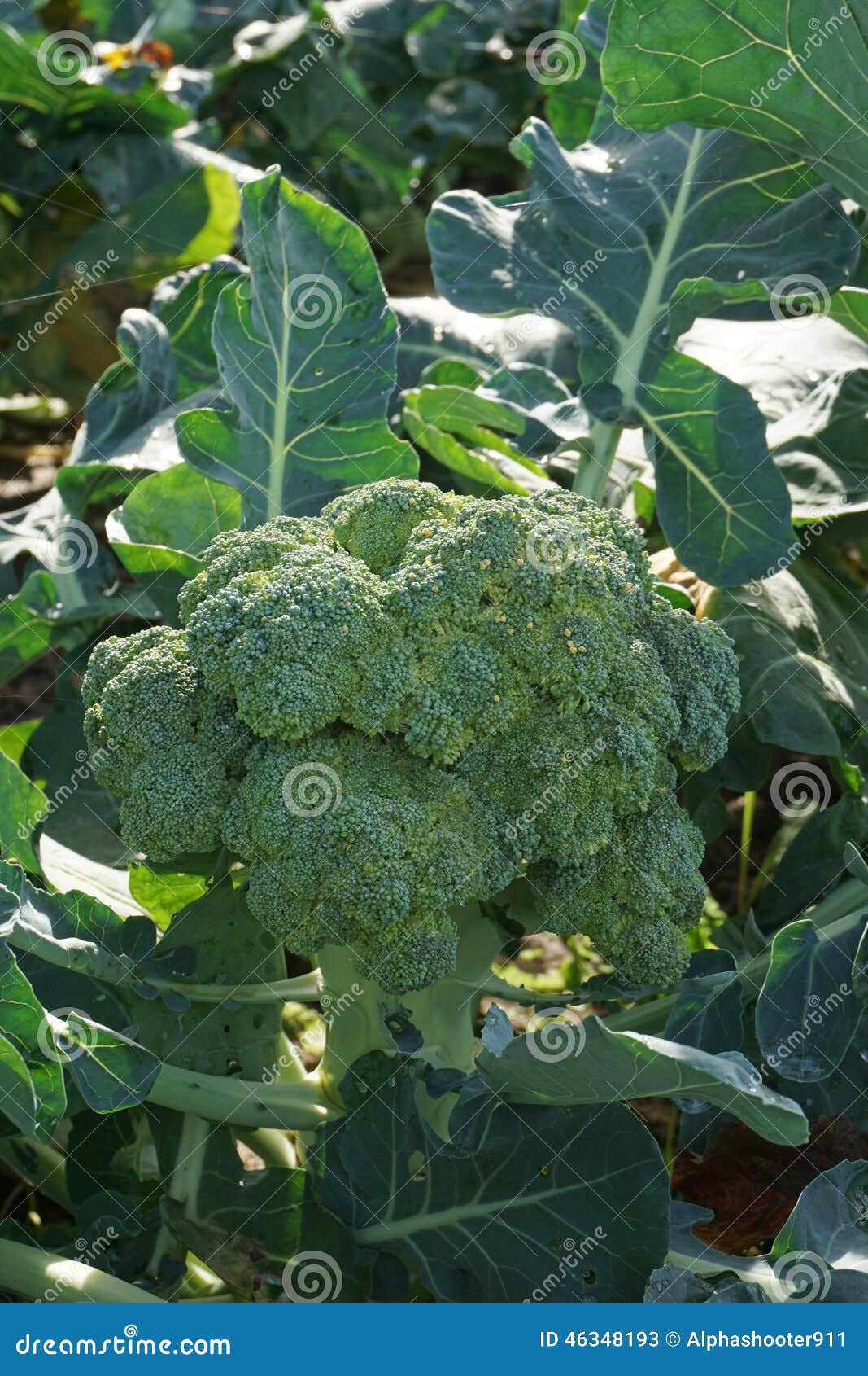 Broccoli stock image. Image of potted, gardening, flowers - 46348193