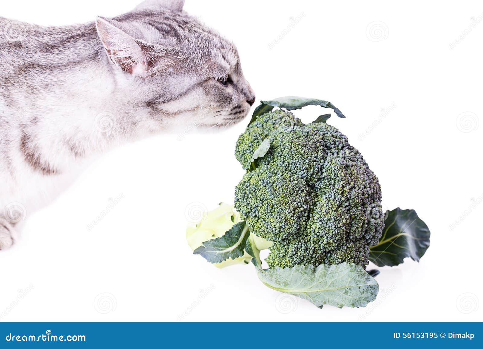 Broccoli cat stock image. Image of crop, agriculture - 56153195