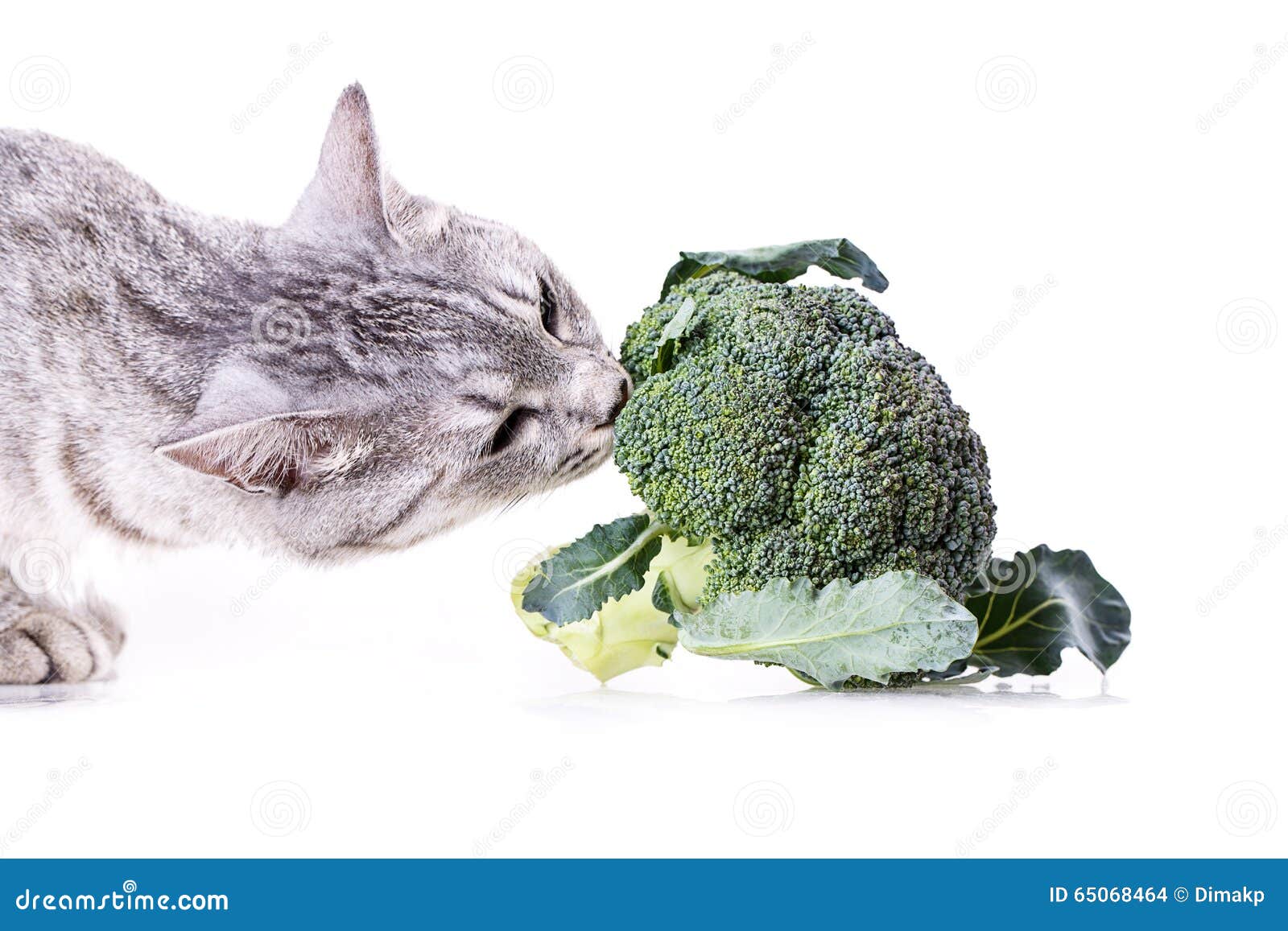 Broccoli cat stock photo. Image of gourmet, healthy, broccoli - 65068464