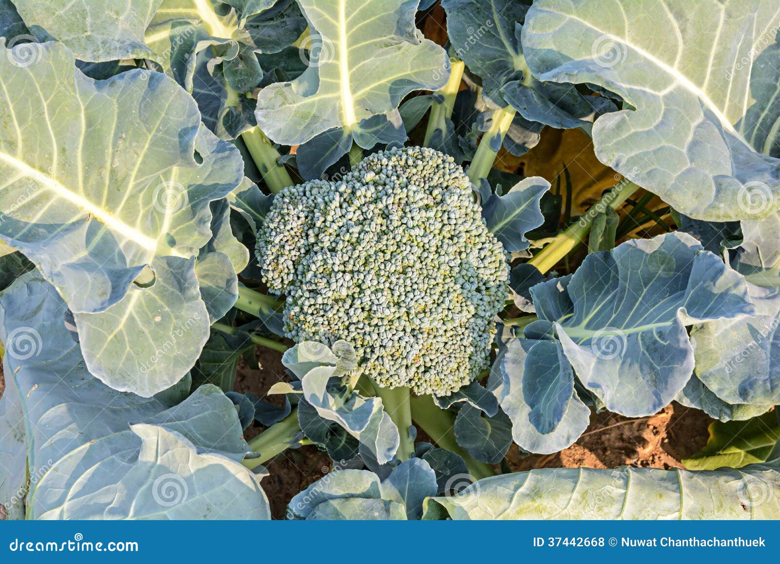 Broccoli close up stock photo. Image of flower, leaves - 37442668