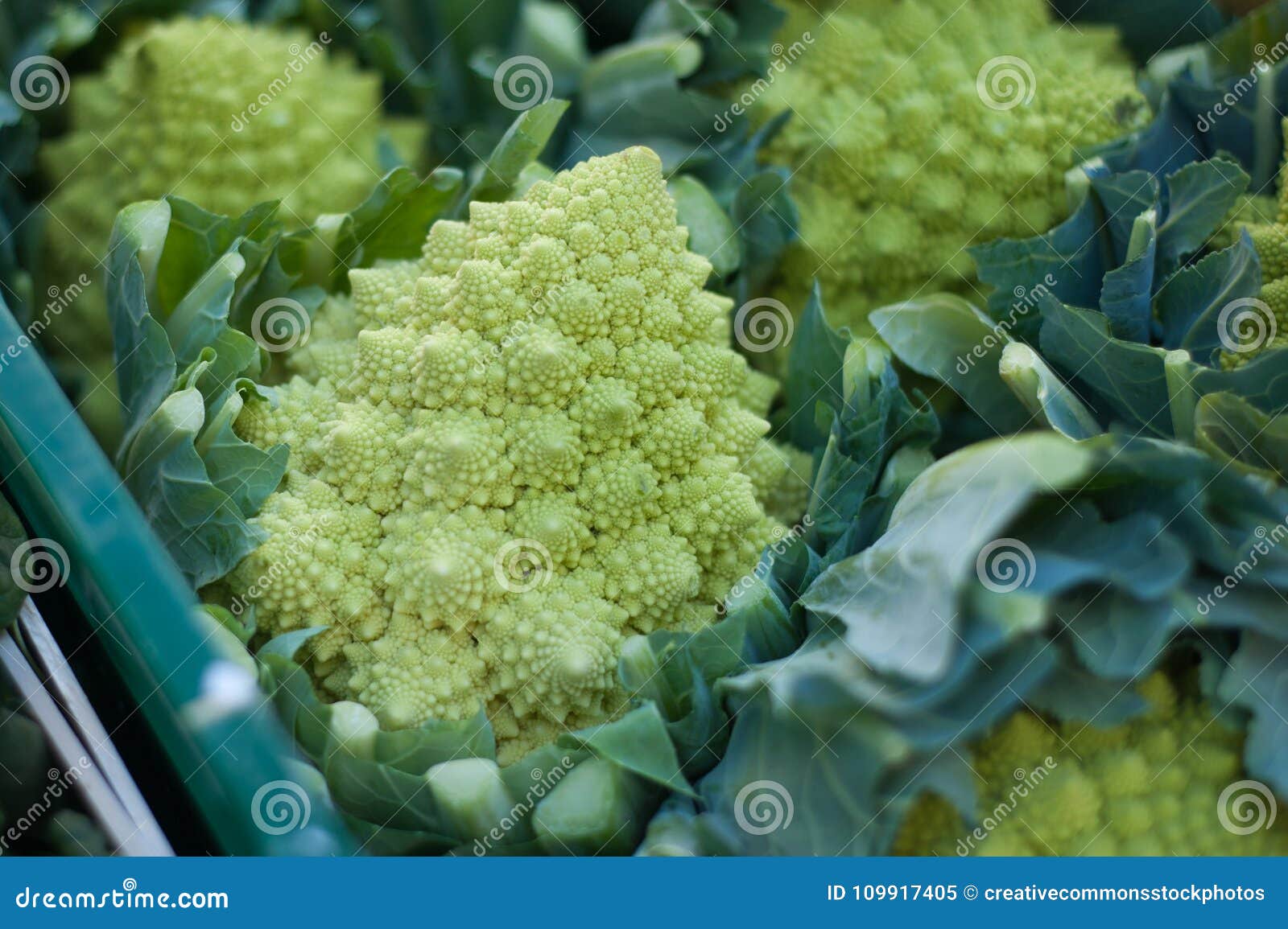 Broccoli, Close-up, Colors Picture. Image: 109917405