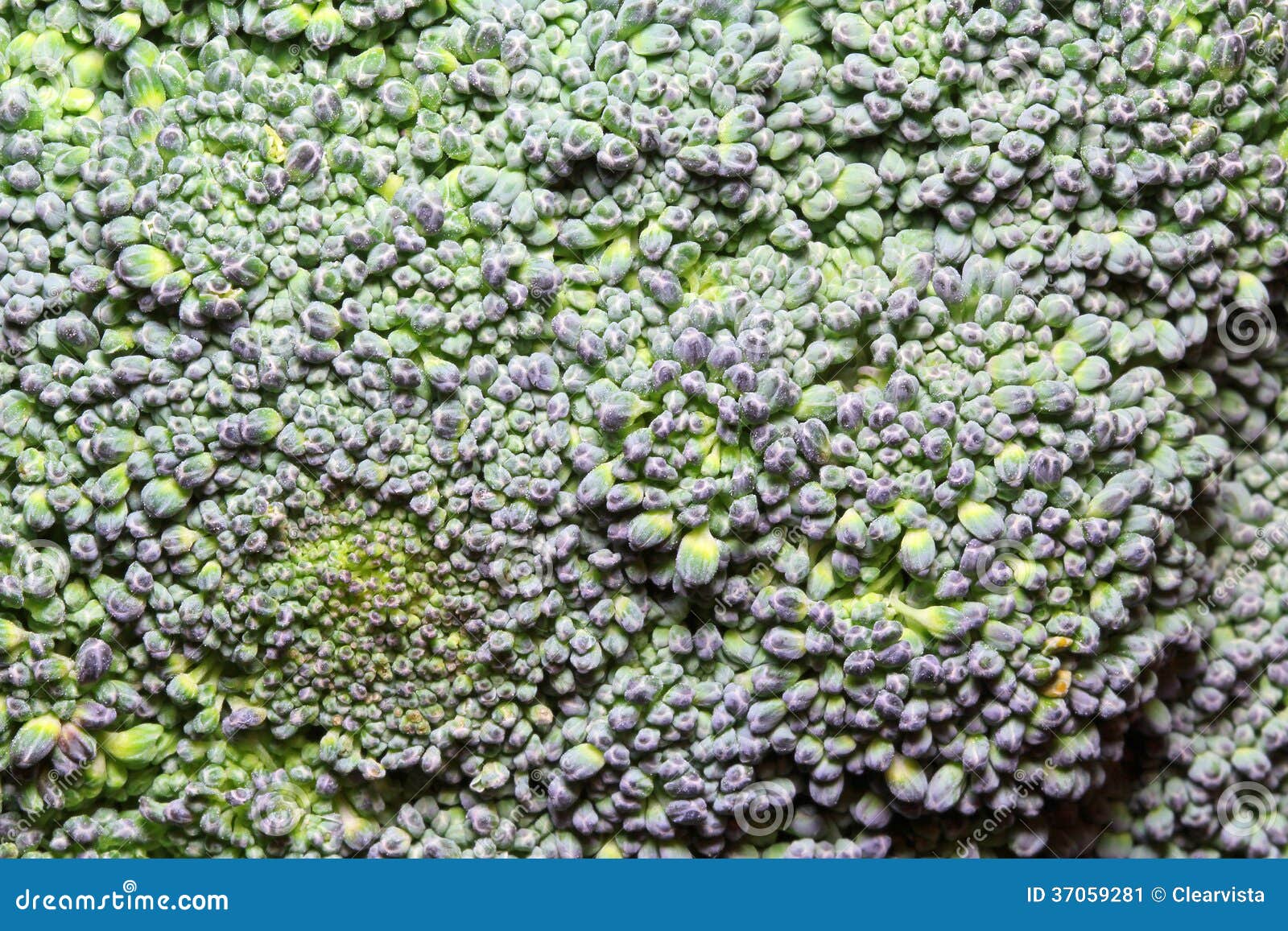 Broccoli closeup. stock image. Image of florets, head - 37059281