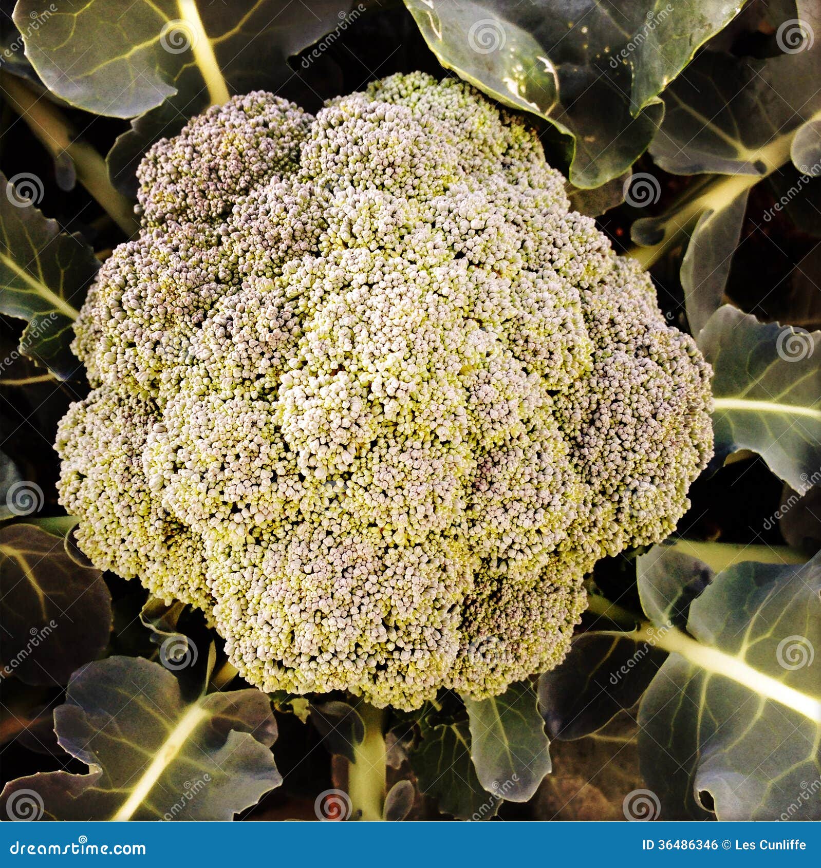 Broccoli stock photo. Image of broccoli, fresh, green - 36486346