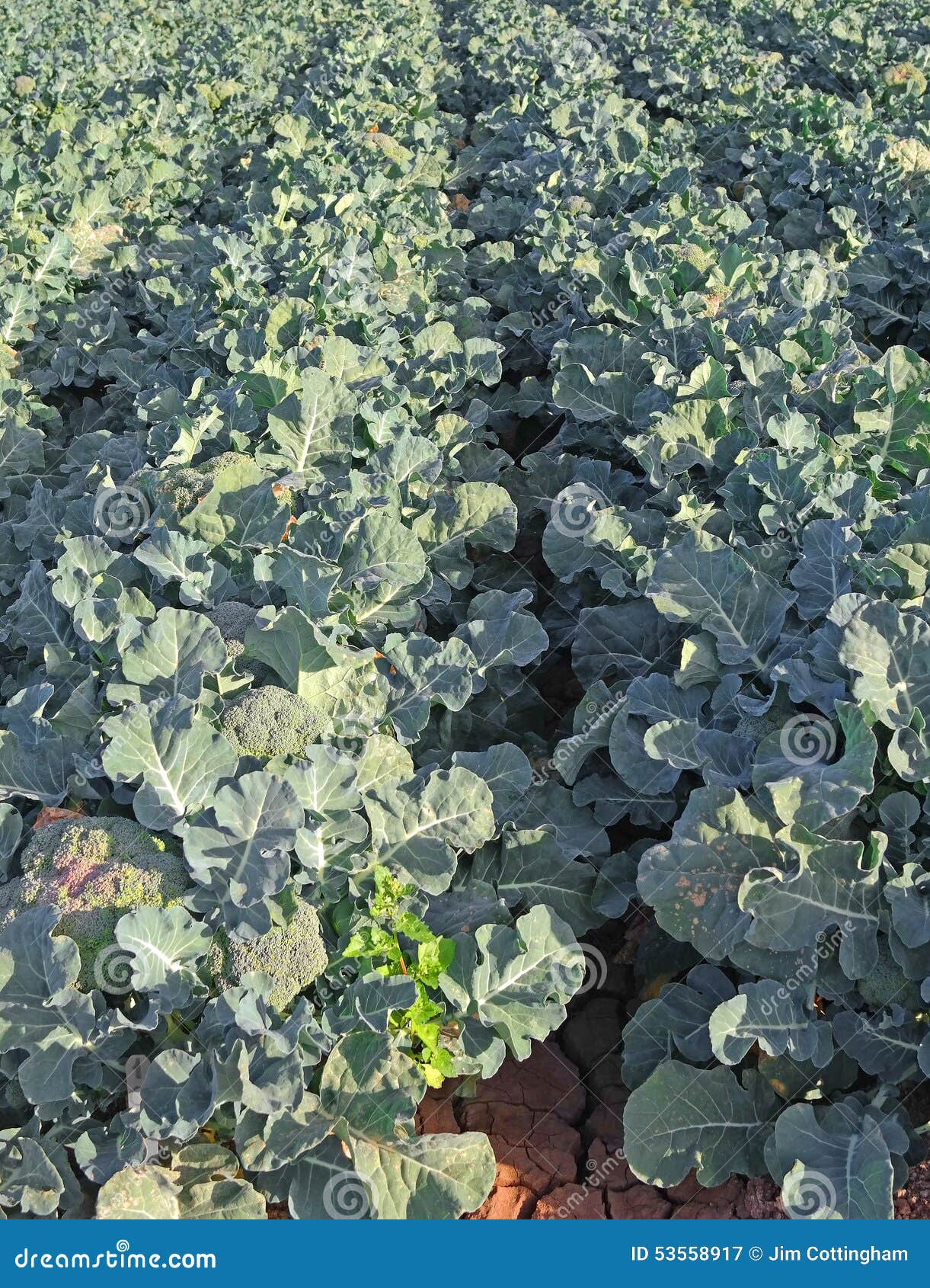 Broccoli Crop Rows stock image. Image of family, farming - 53558917