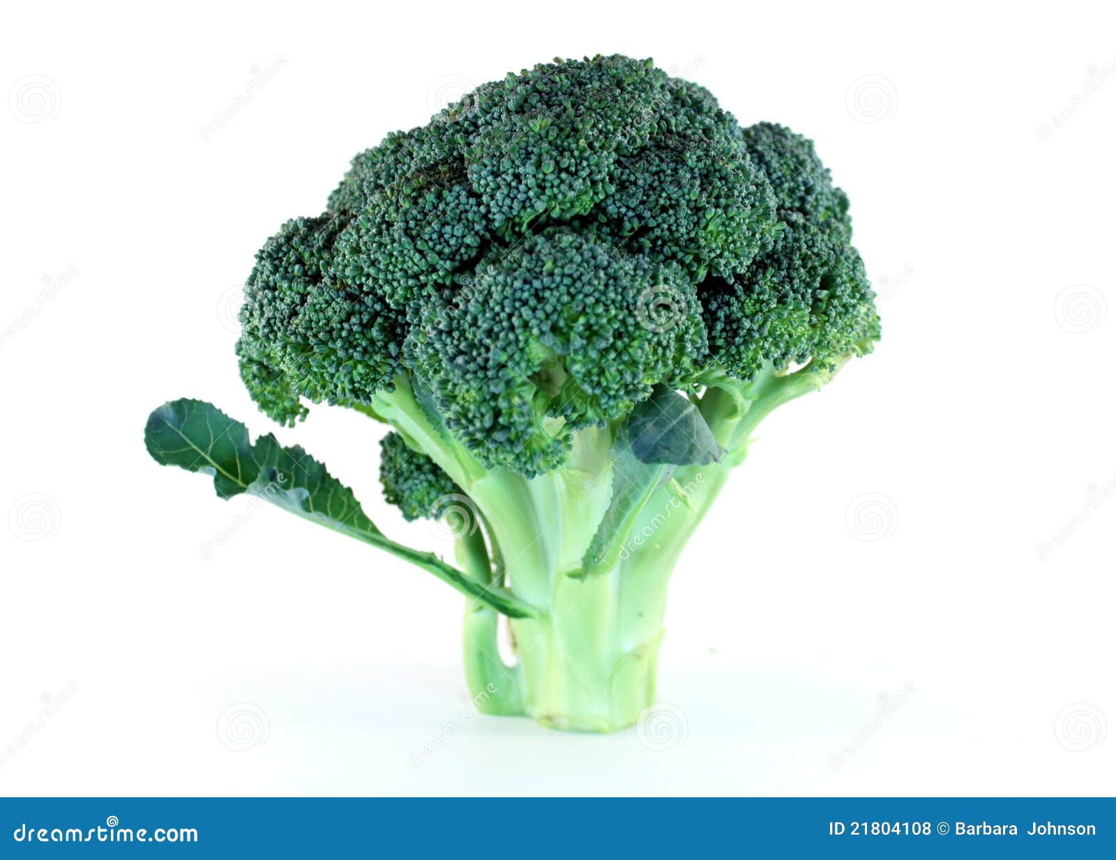 Broccoli Crown stock photo. Image of broccoli, diet, food - 21804108