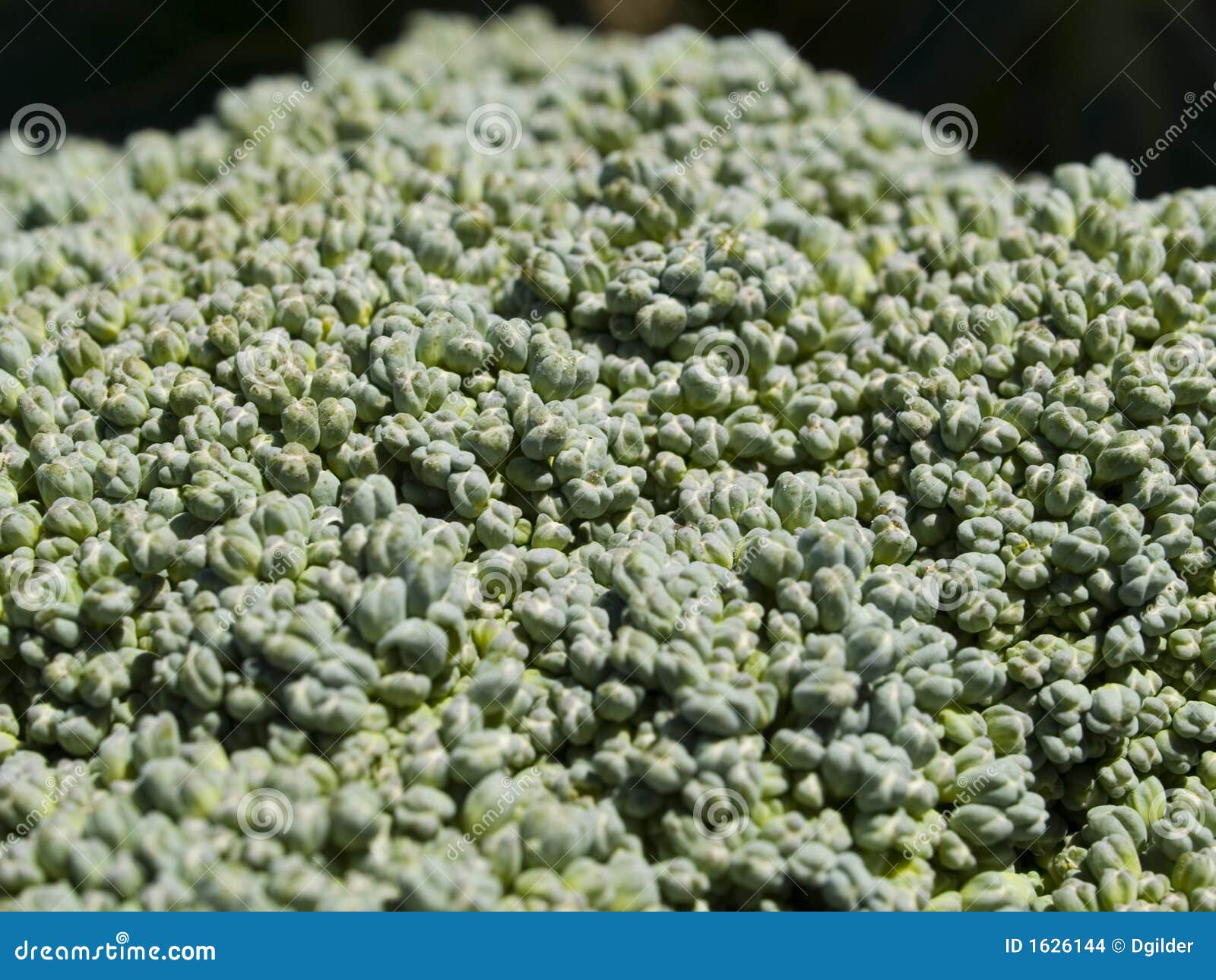 Broccoli Details stock photo. Image of head, florets, edible - 1626144