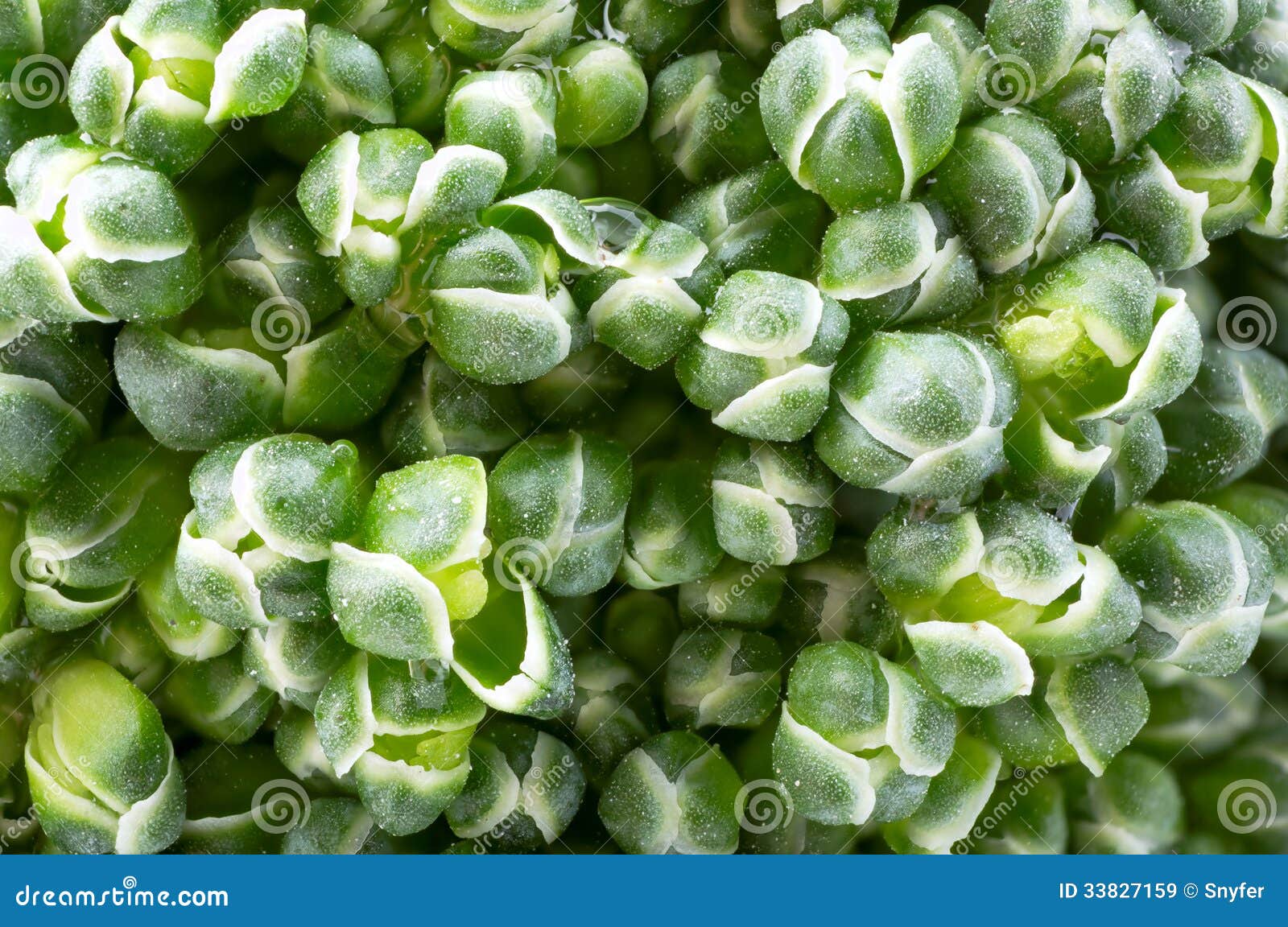 Broccoli extreme closeup. stock image. Image of vegetable - 33827159