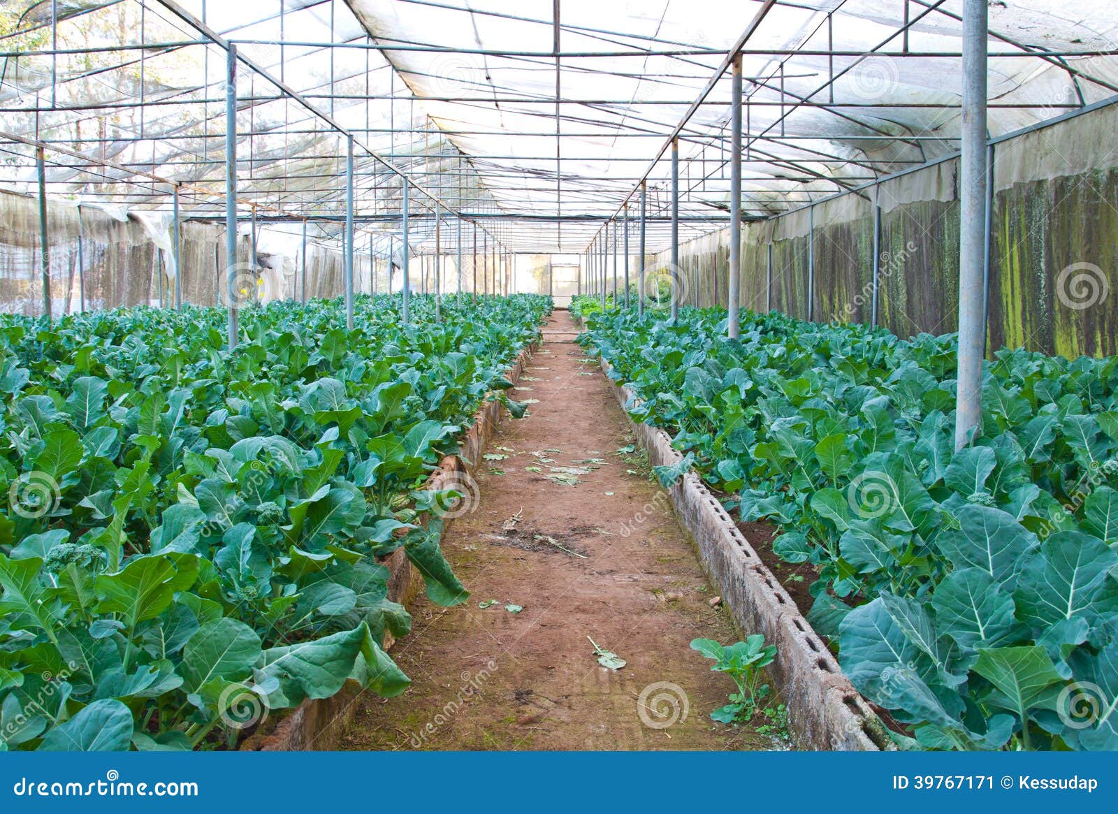 The Broccoli Farm in the Greenhouse Stock Image - Image of agriculture ...