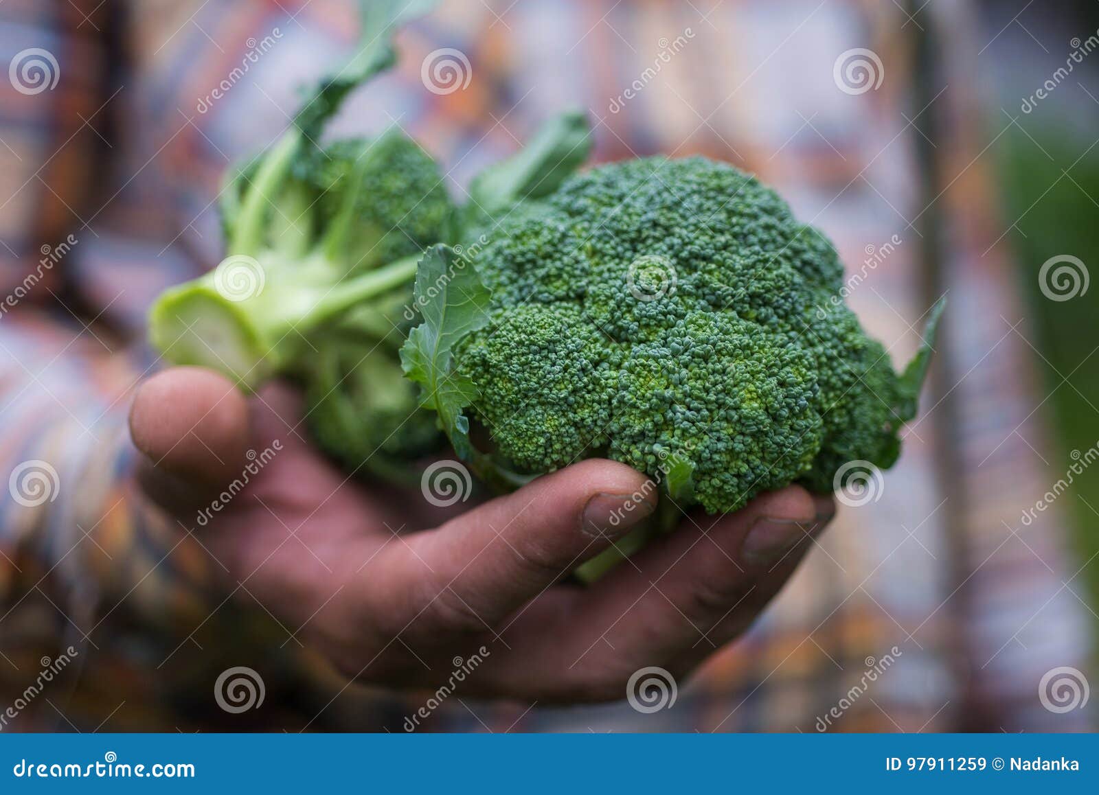 Broccoli in farmer`s hand stock image. Image of harvest - 97911259