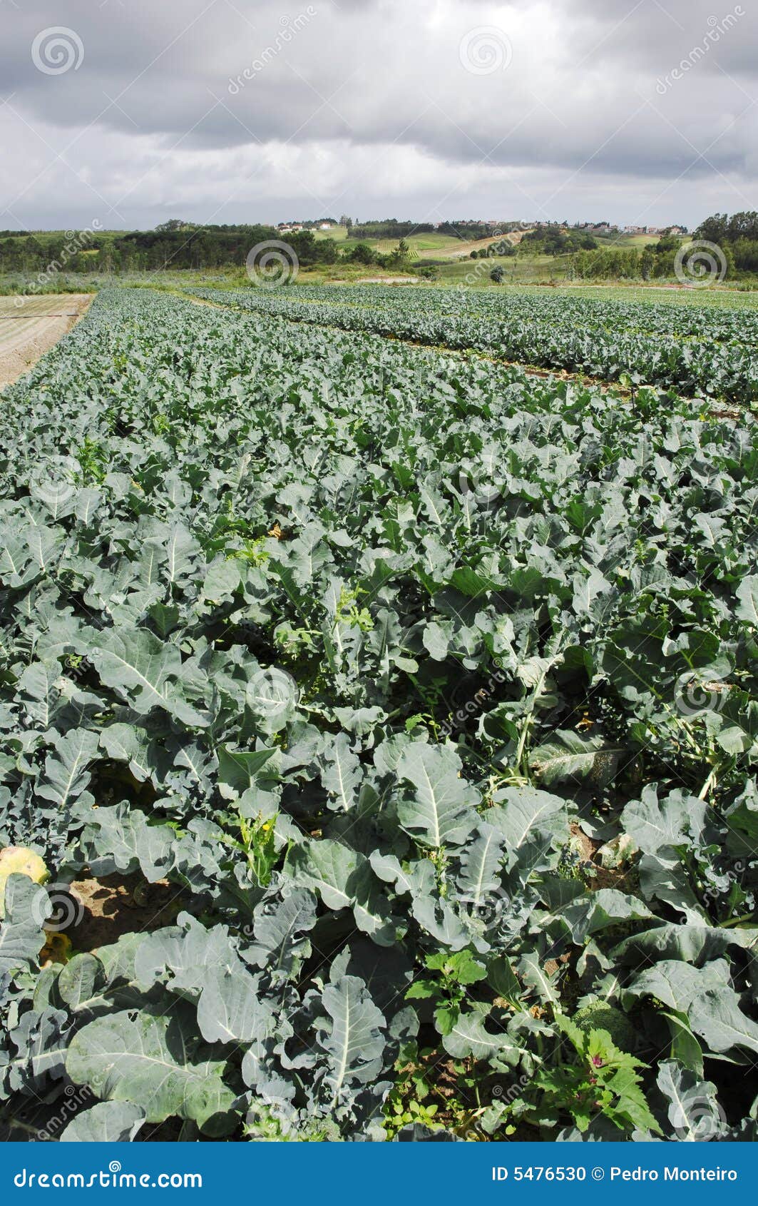 Broccoli field stock photo. Image of green, tasting, meadow - 5476530