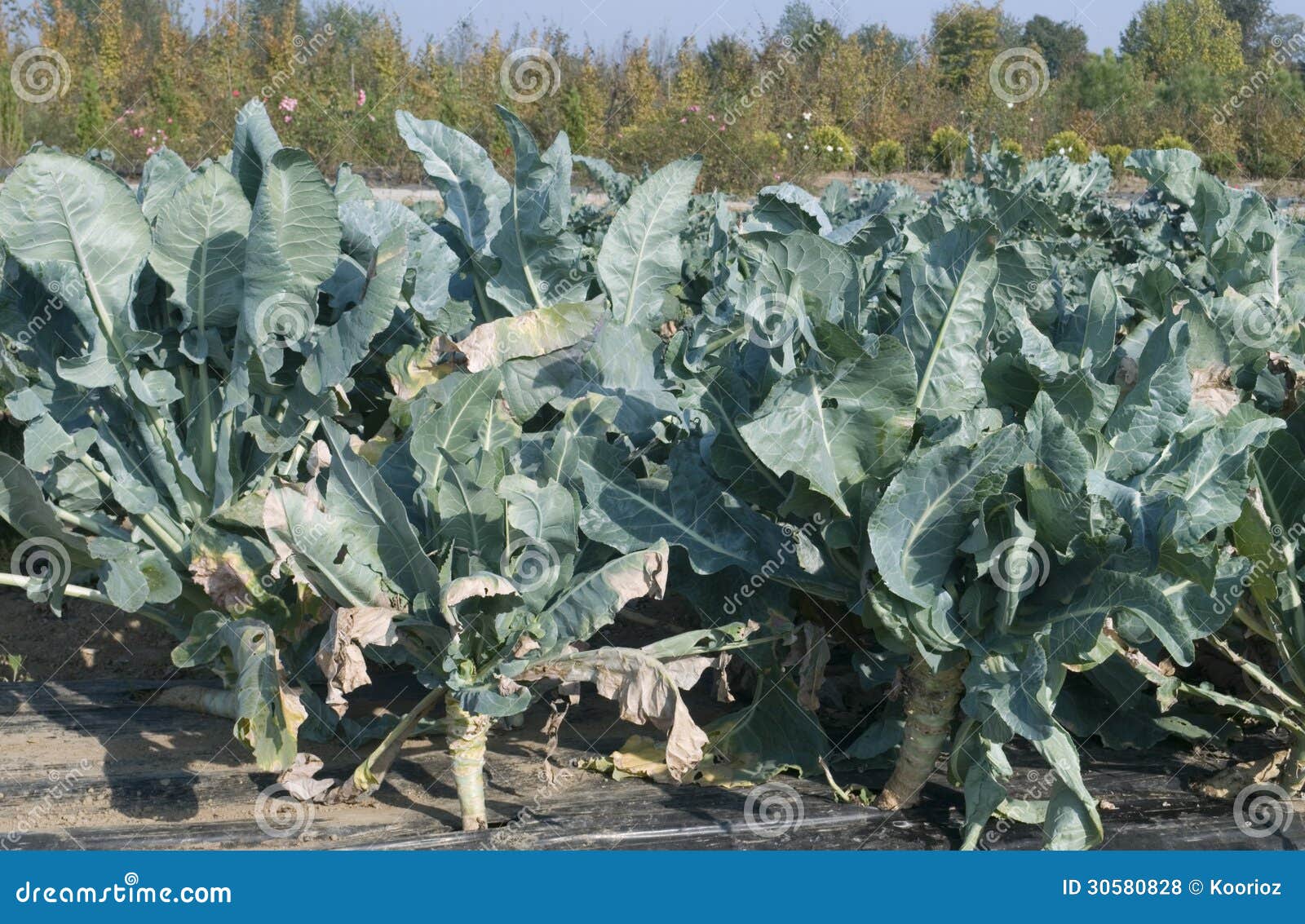 Broccoli field stock photo. Image of cultivation, growth - 30580828