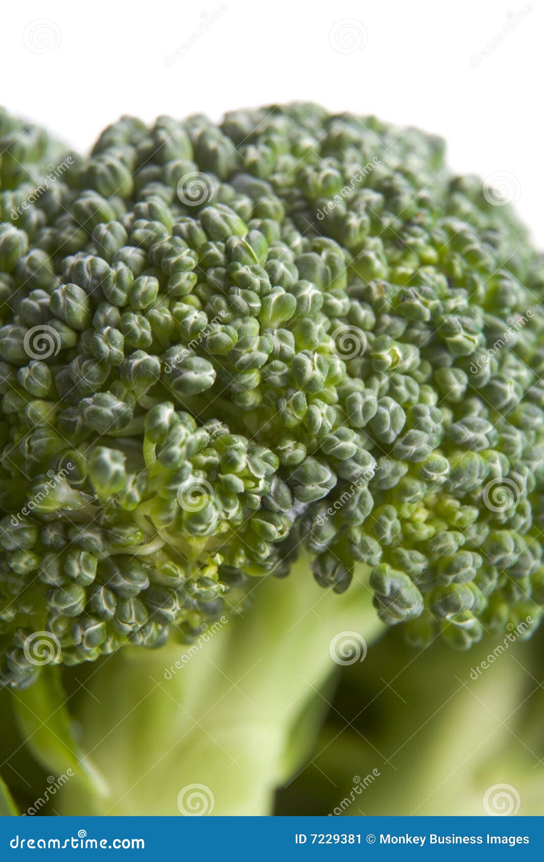 Broccoli Floret stock image. Image of shot, purity, superfood - 7229381