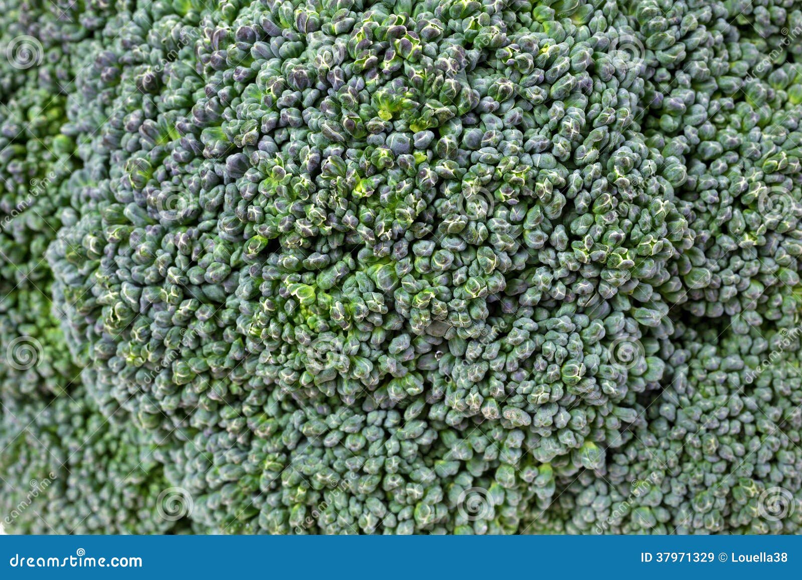 Broccoli Floret Crowns Up Close Stock Image - Image of healthy, floret ...