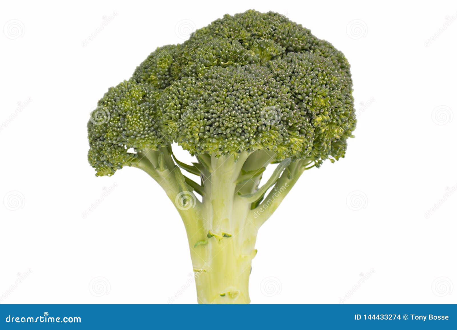 Broccoli Floret stock photo. Image of diet, healthy - 144433274