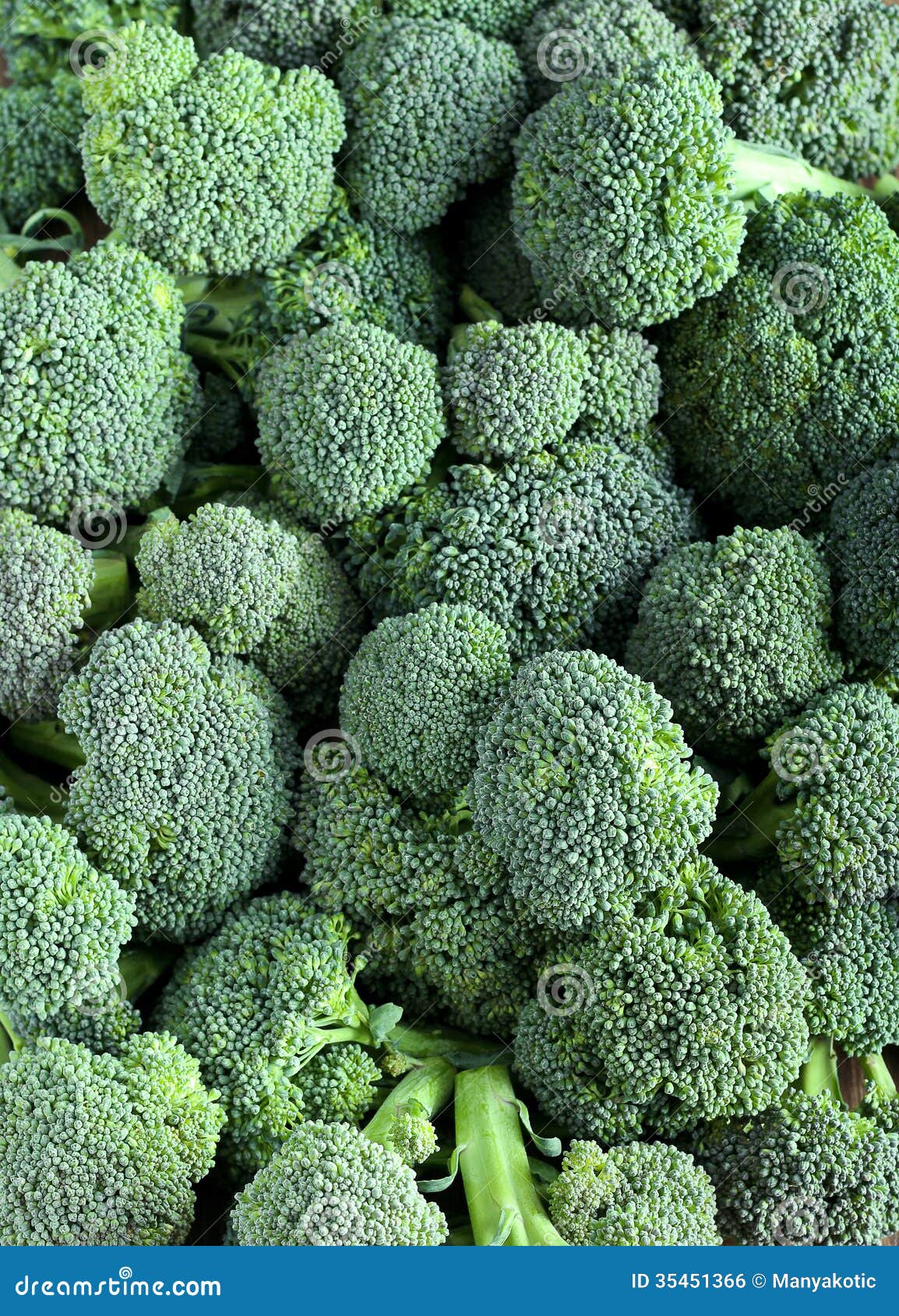 Broccoli florets stock photo. Image of healthy, green - 35451366