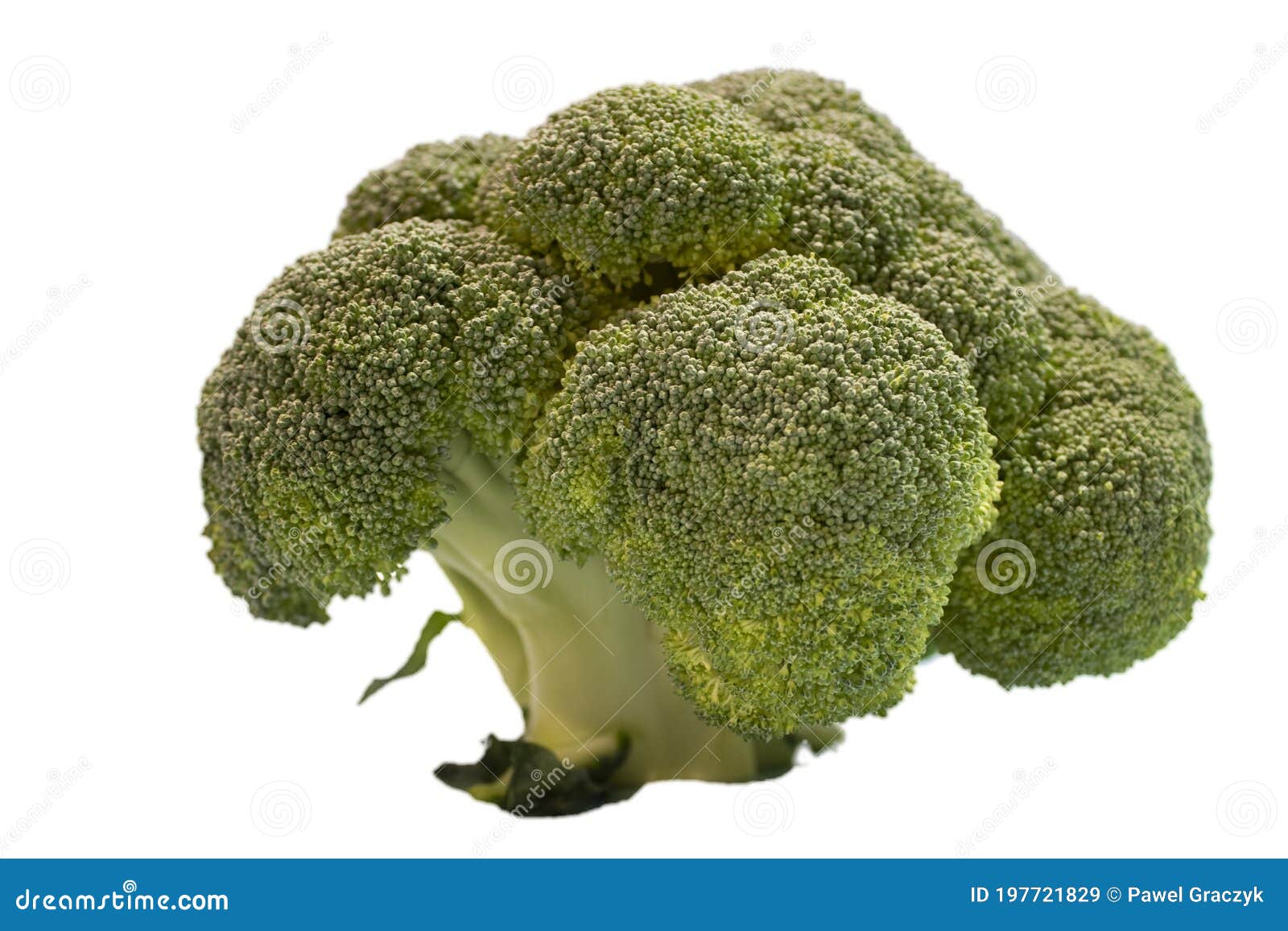 Broccoli Flower Head Brassica Oleracea Var. Italica Isolated W Clipping ...