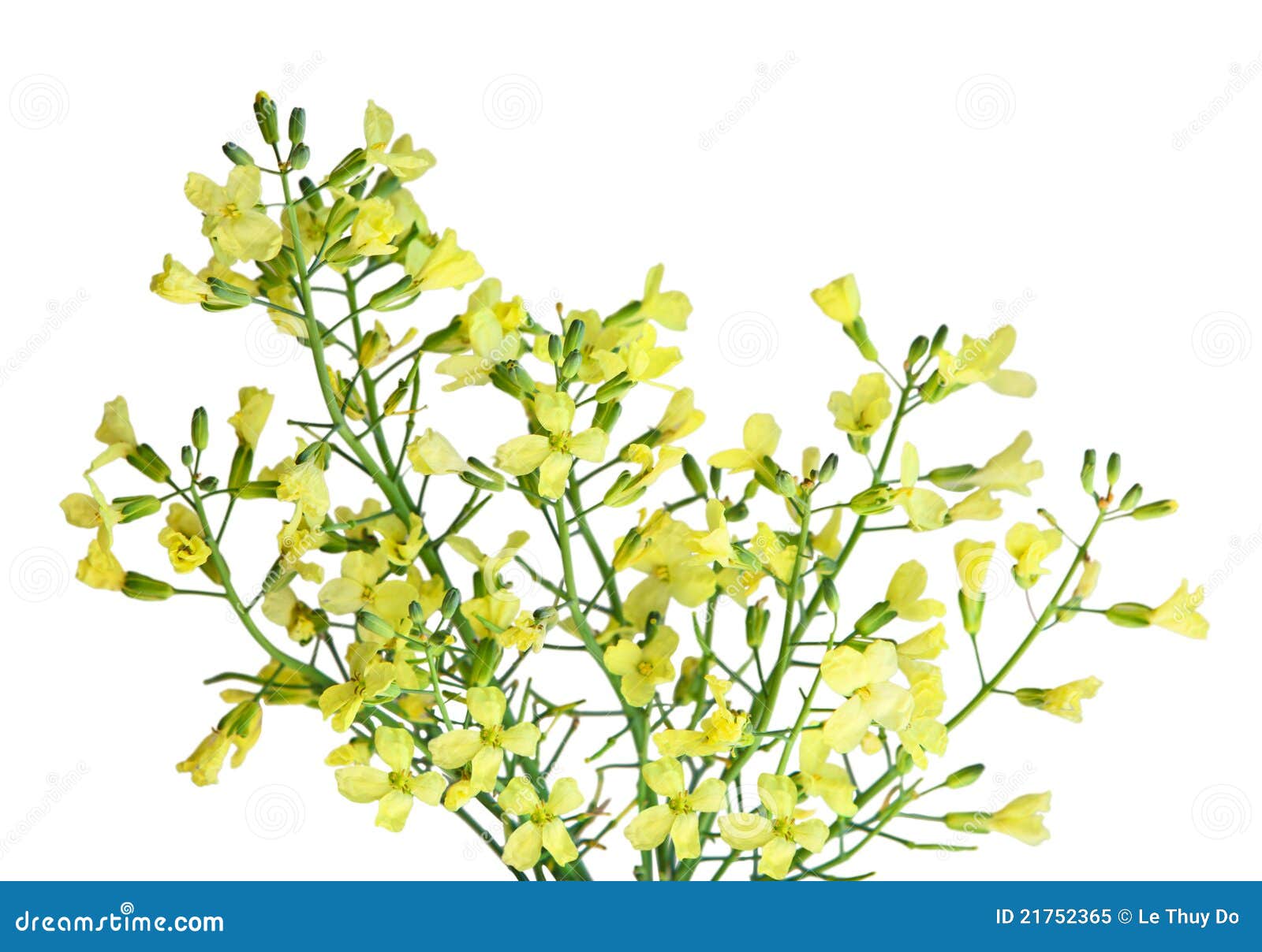 Broccoli flowers stock image. Image of plant, flower - 21752365