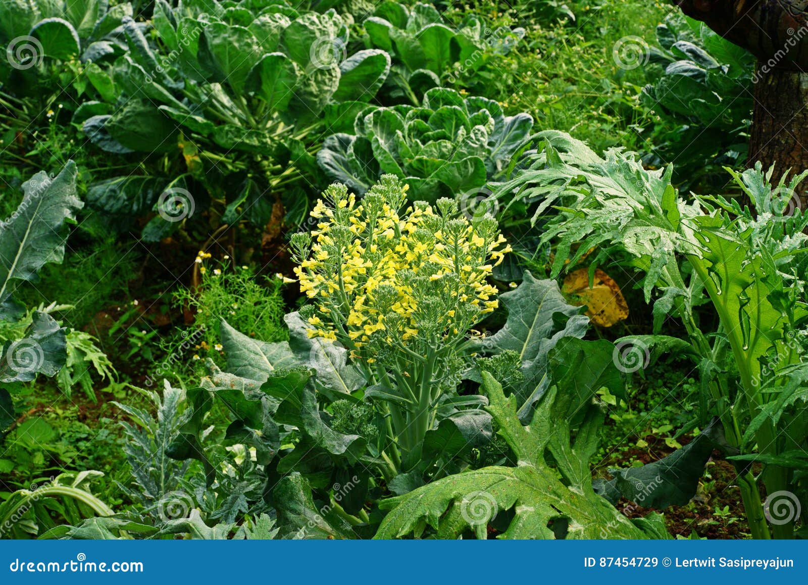 Broccoli flowers stock image. Image of nature, edible - 87454729