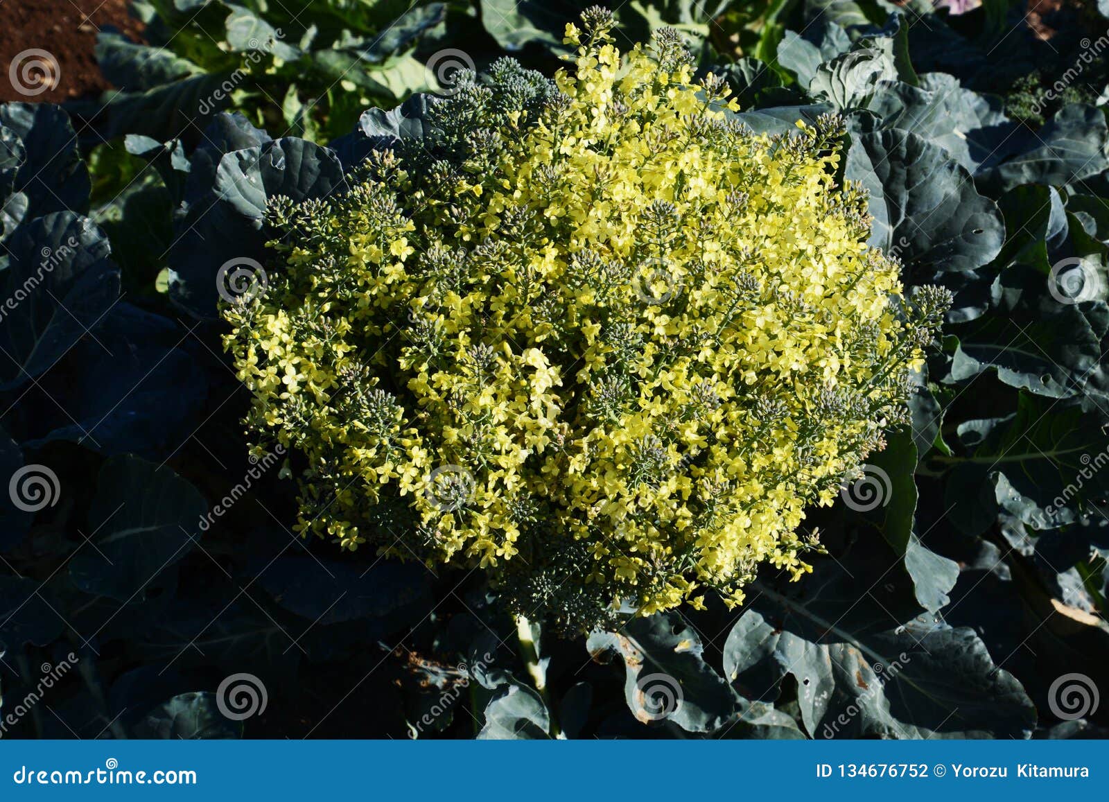 Broccoli flowers stock photo. Image of kitchen, brassica - 134676752