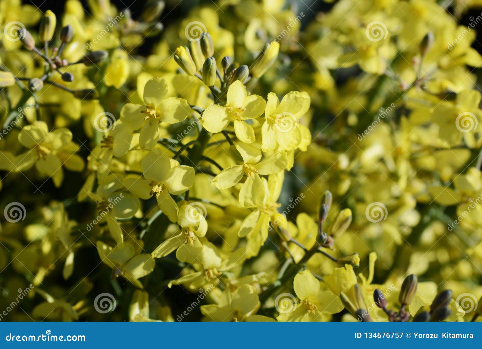 Broccoli flowers stock image. Image of brassica, isolated - 134676757