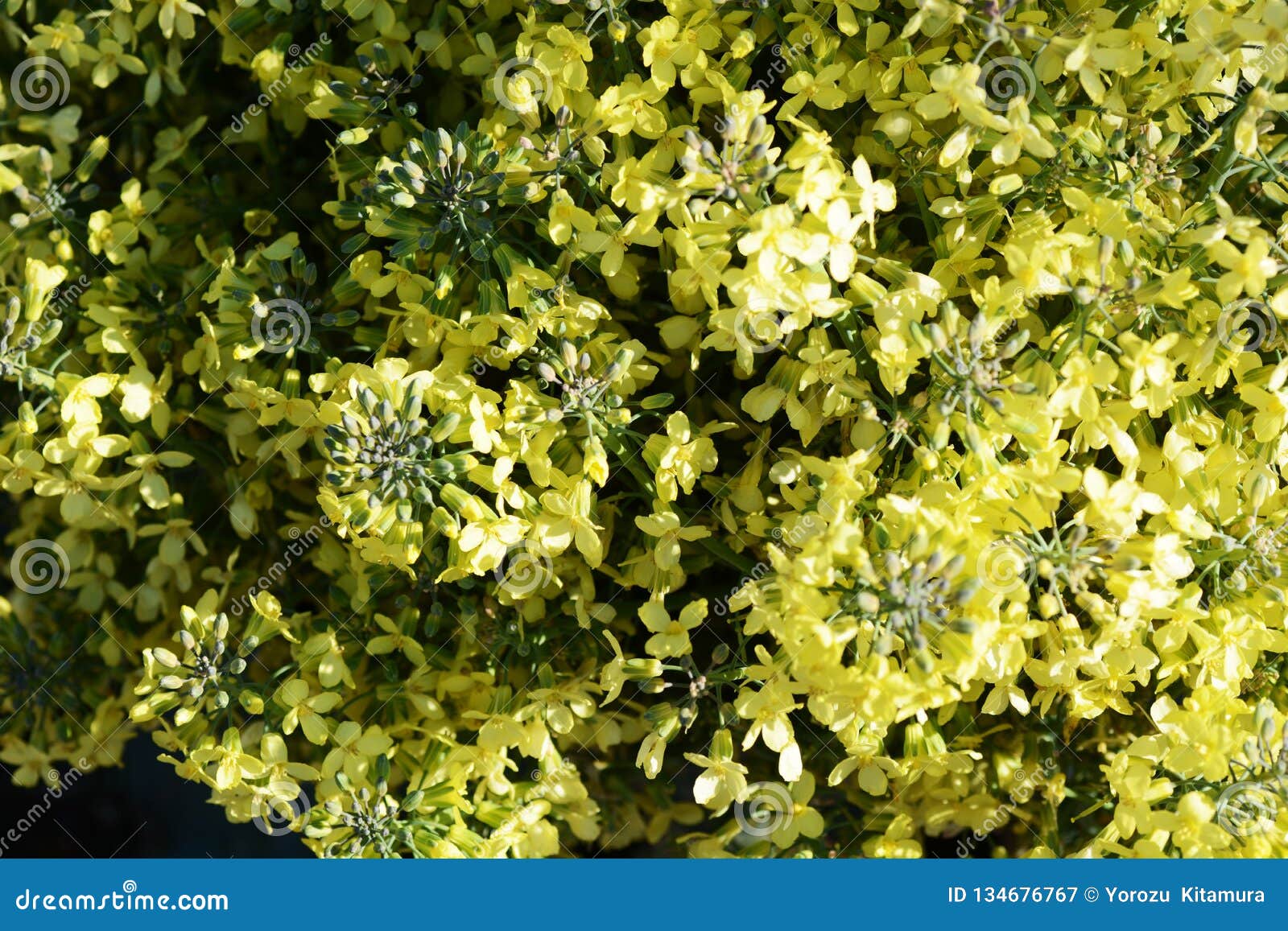Broccoli flowers stock image. Image of leaves, nature - 134676767
