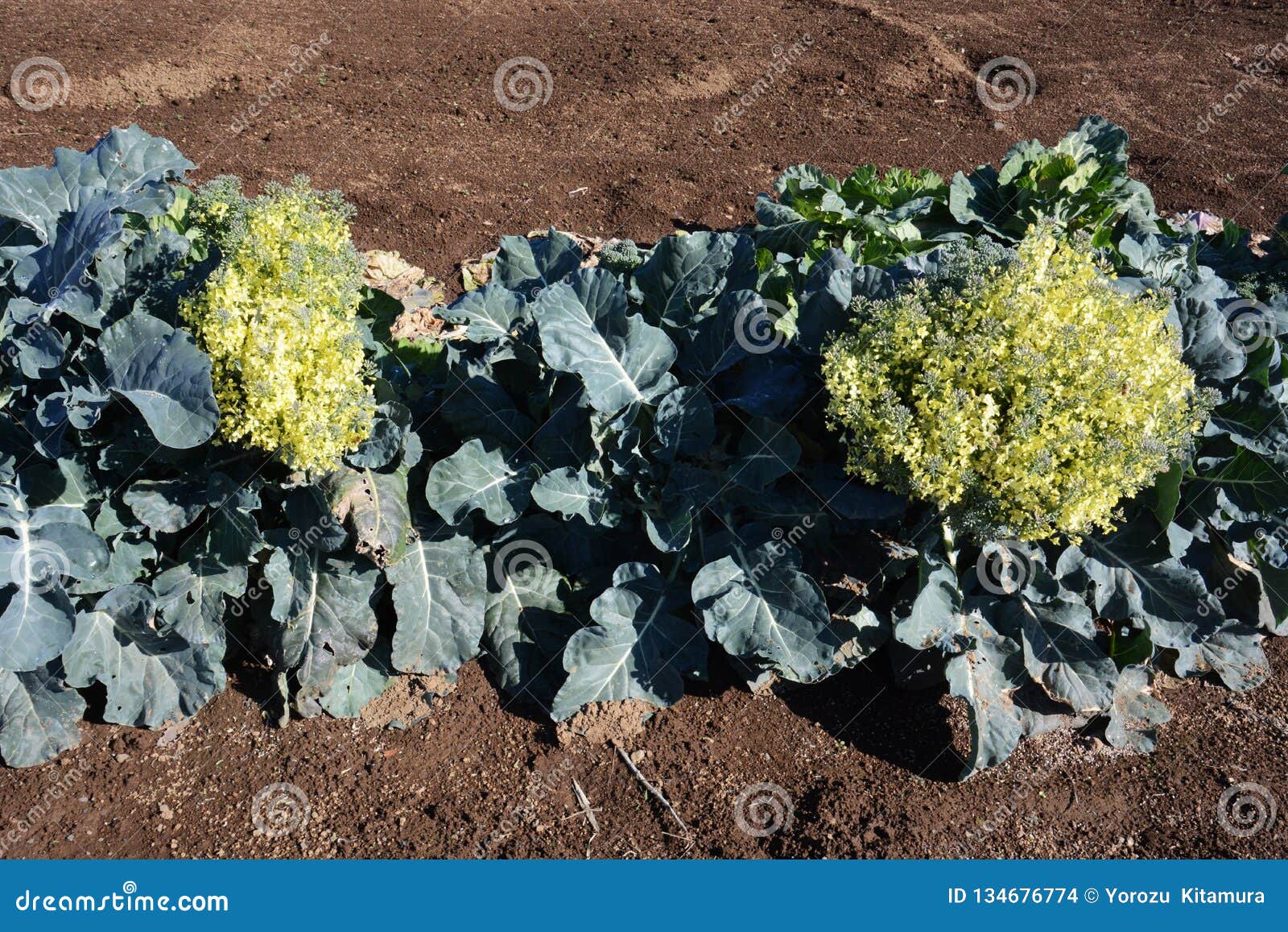 Broccoli flowers stock photo. Image of ingredient, isolated - 134676774