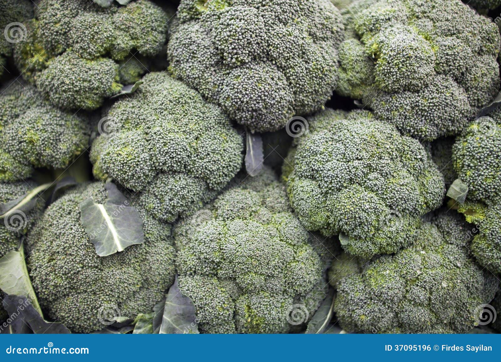 Broccoli stock photo. Image of vegetables, broccoli, healthy - 37095196