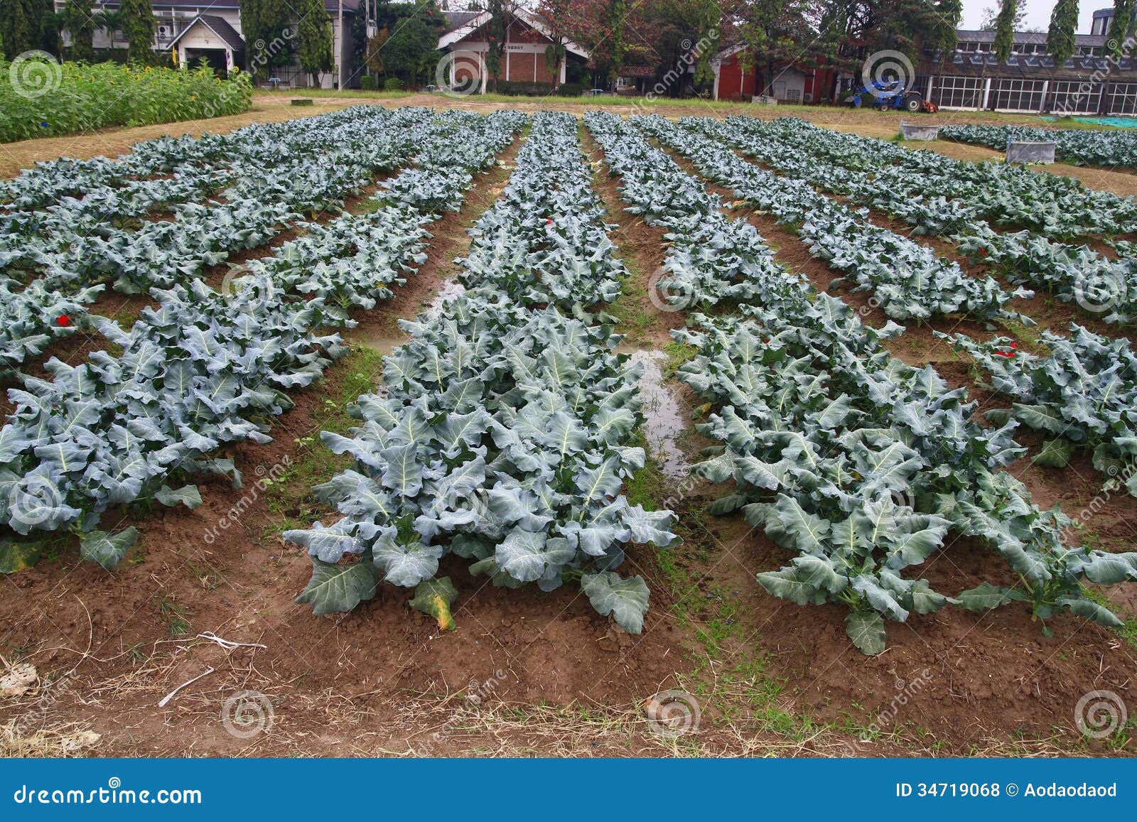 Broccoli garden stock photo. Image of grass, healthy - 34719068