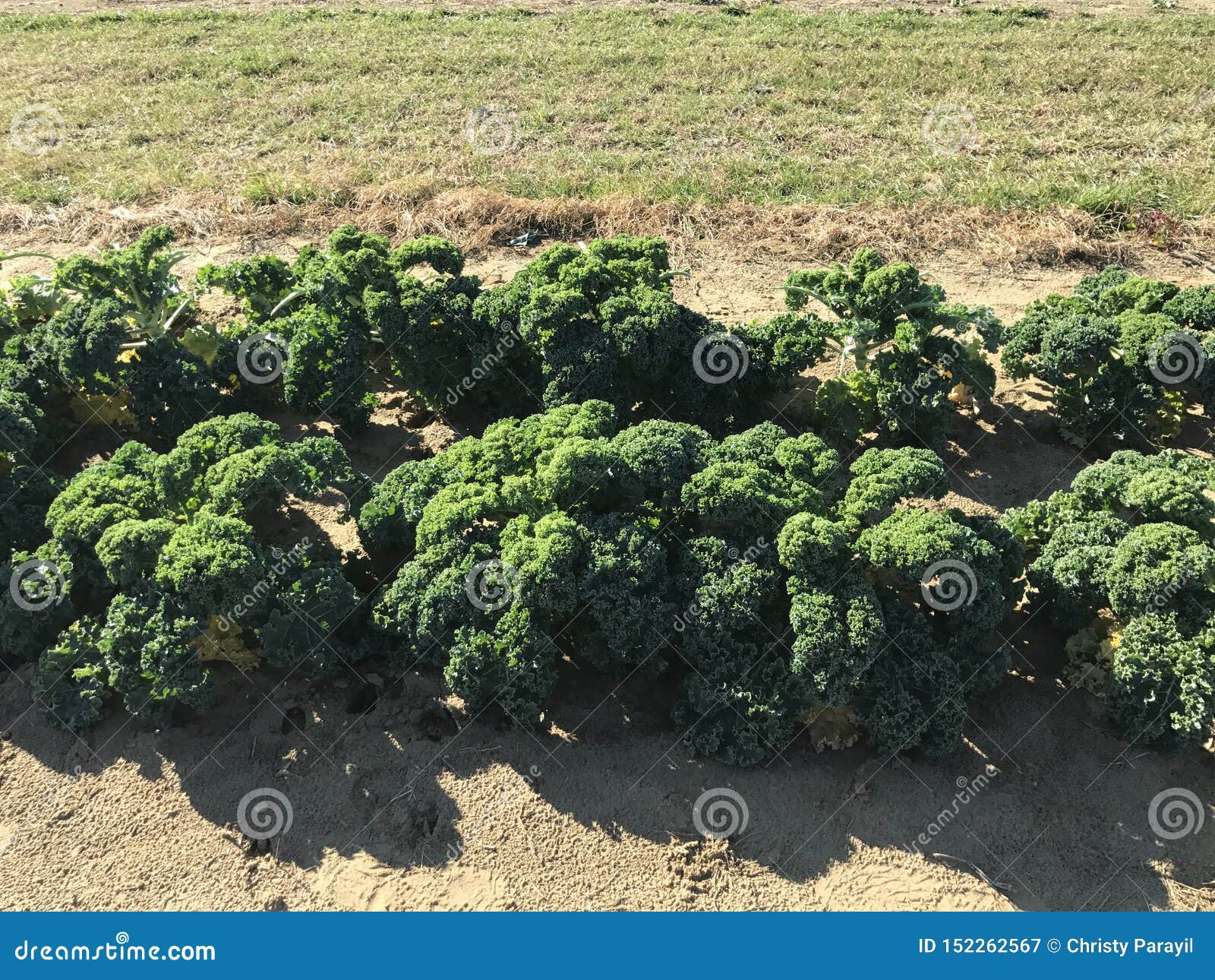 Broccoli stock image. Image of floret, plant, ground - 152262567
