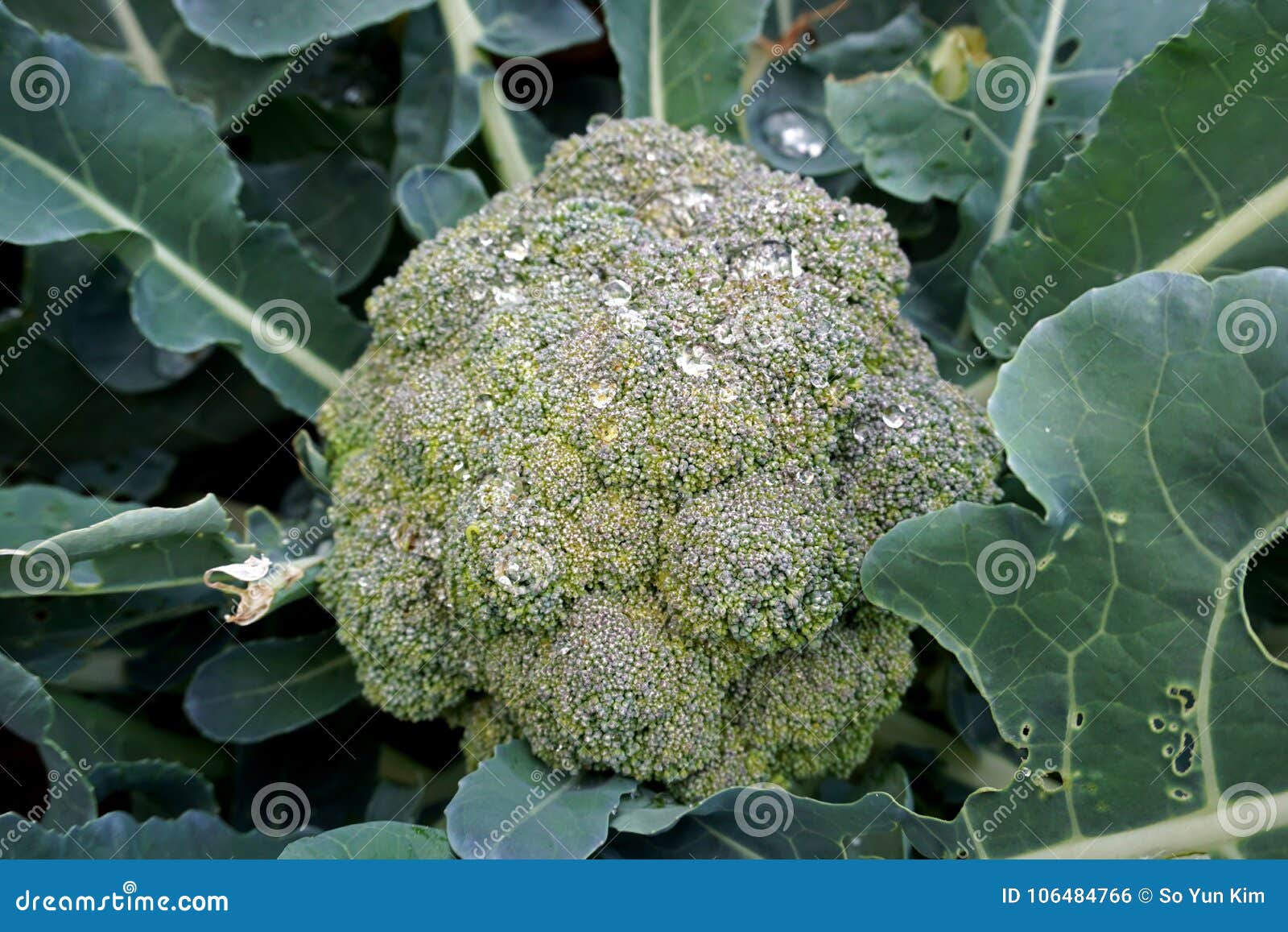 Broccoli Growing in the Field. Stock Photo - Image of summer, spring ...