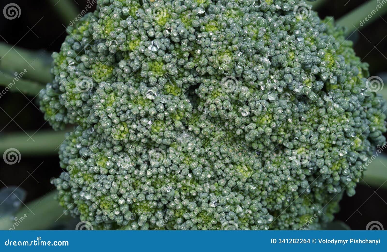 Broccoli Growing in Open Ground, in Drops of Water Stock Photo - Image ...