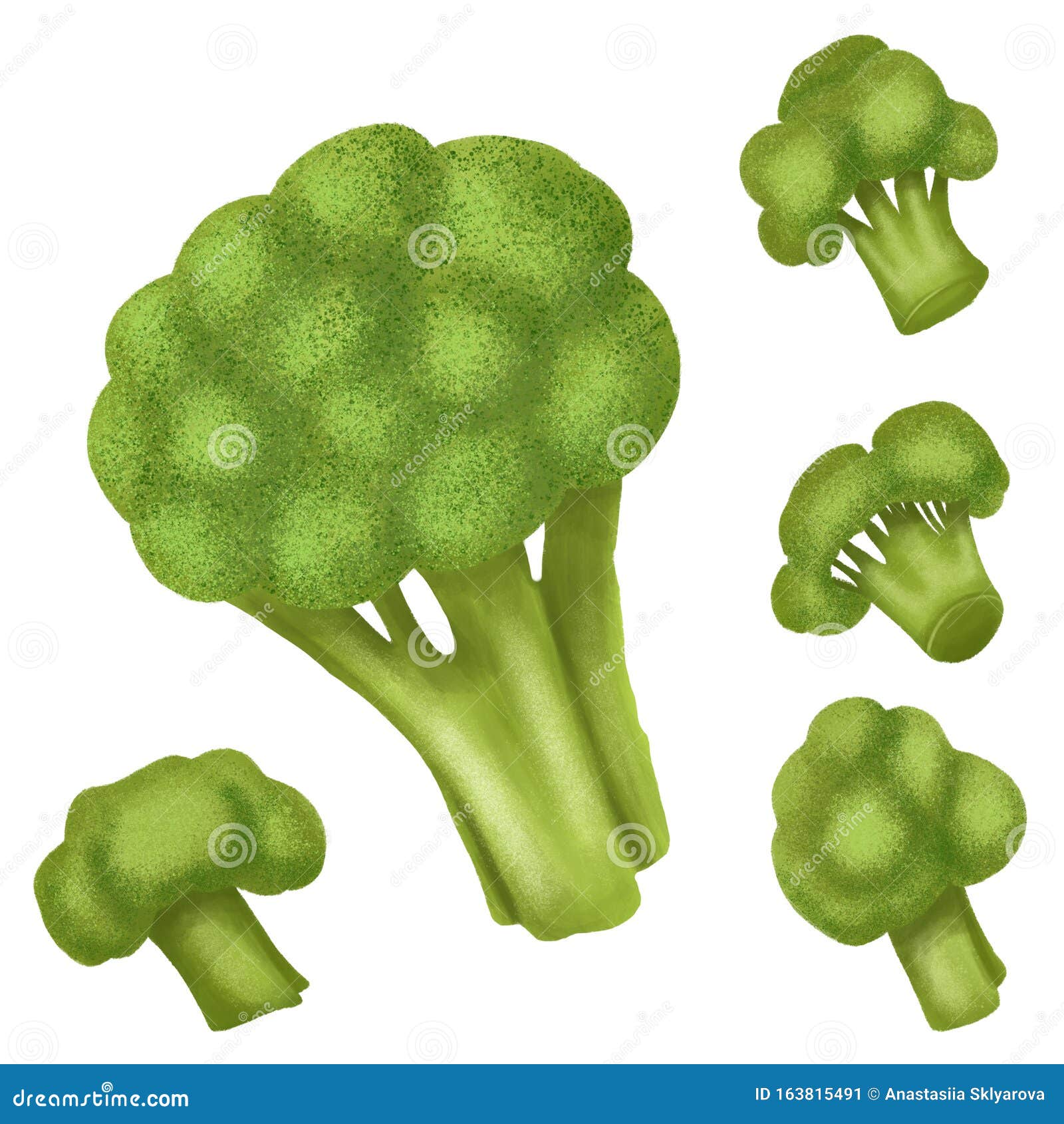 Broccoli Hand Drawn on a White Background Stock Illustration ...