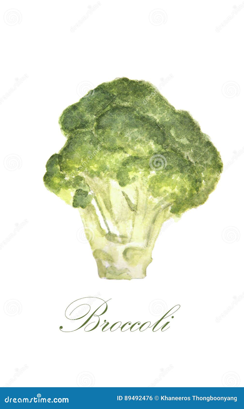 Broccoli Hand Drawn Vector Illustration. Vegetable Drawing. Isol ...