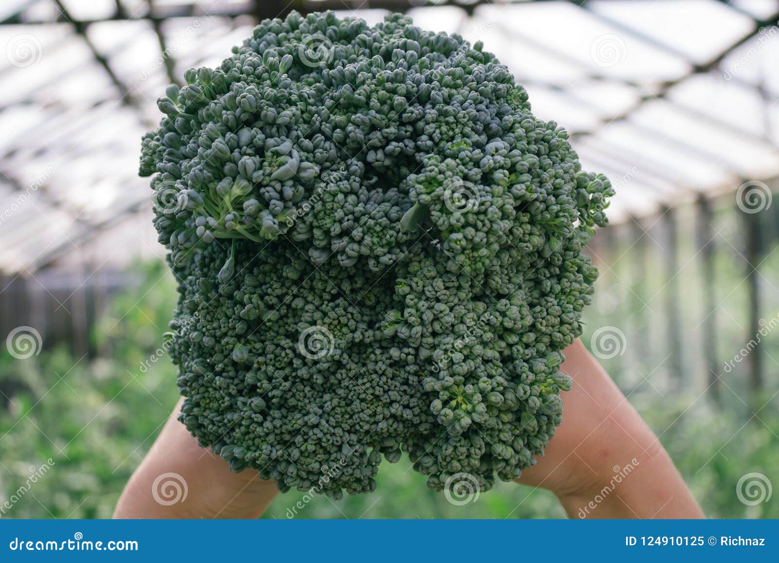 Broccoli in the hands stock image. Image of food, antioxidant - 124910125