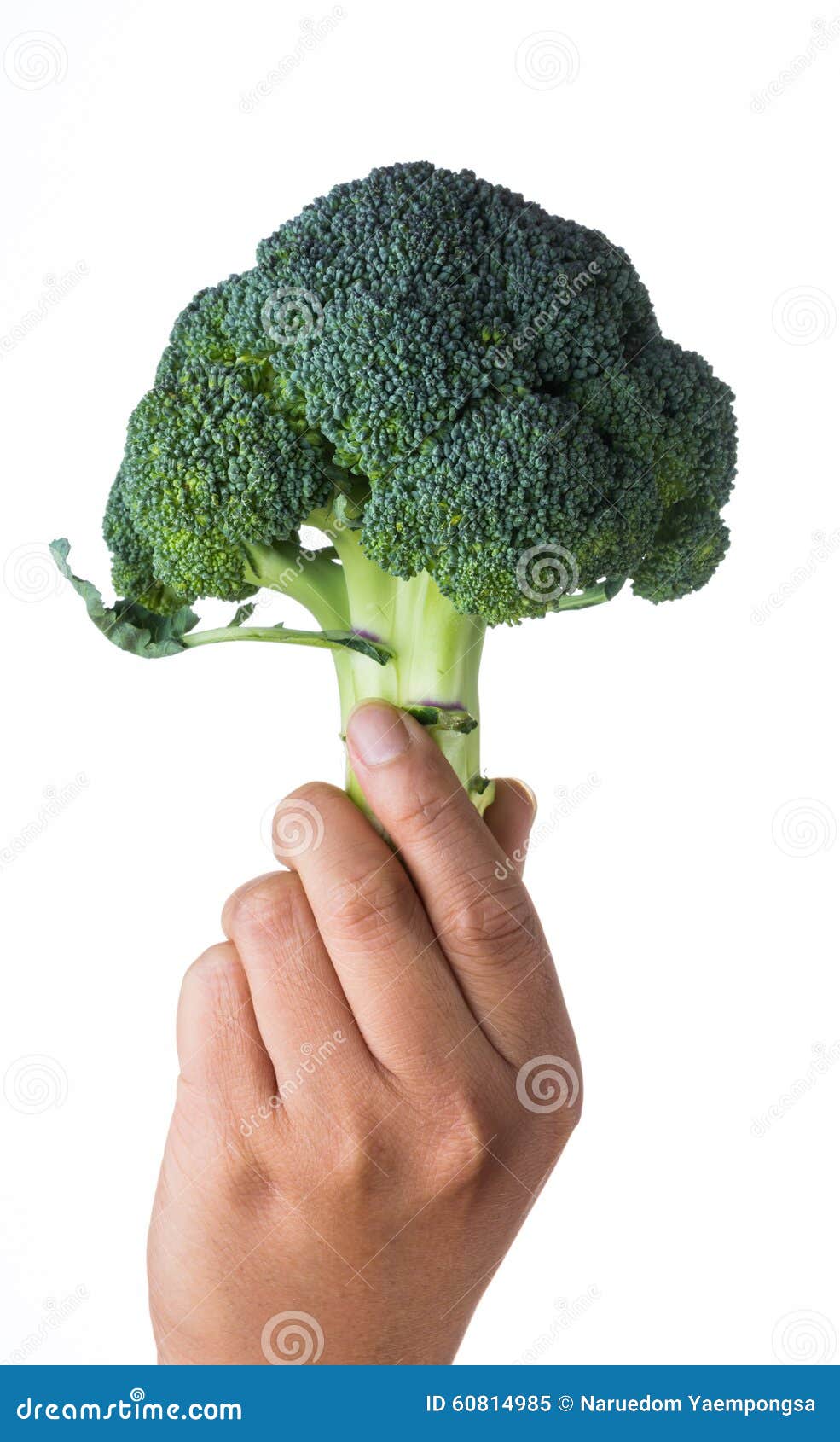Broccoli in hand stock image. Image of brocolli, vitamin - 60814985