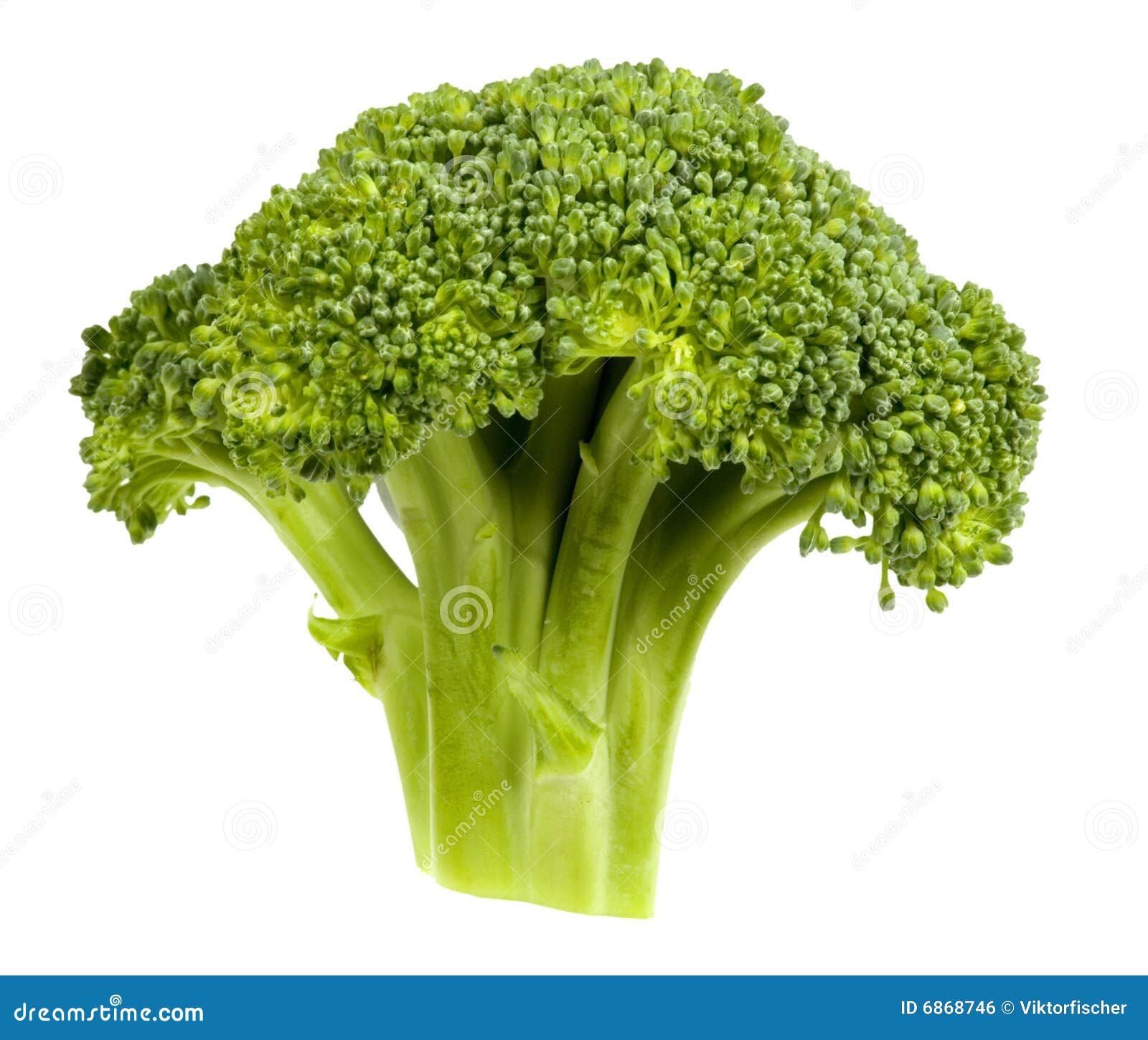 Broccoli head stock photo. Image of cabbage, vegetable - 6868746