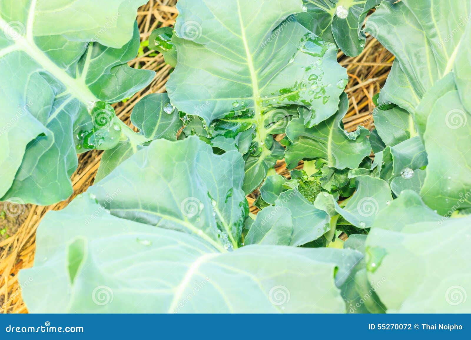 Broccoli Het Groeien in Huis Moestuin Stock Foto - Image of landbouw ...